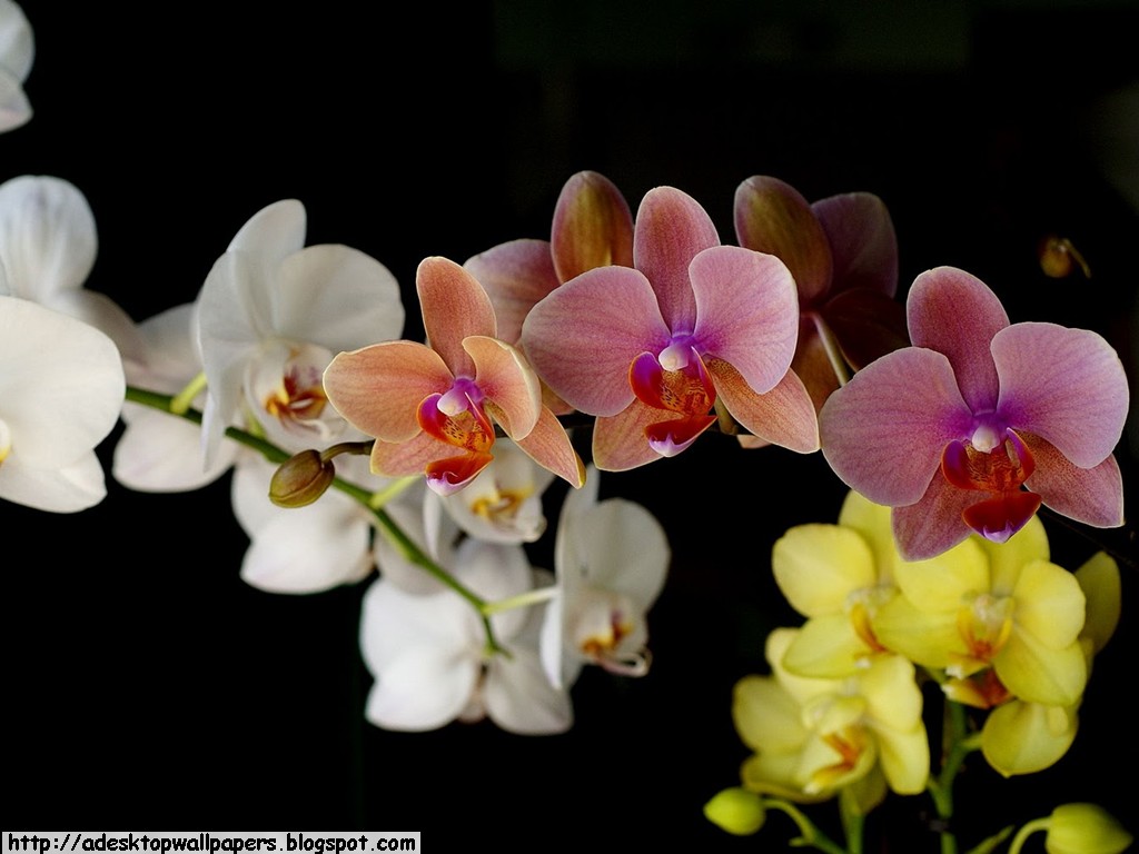 Orchid Computer Wallpapers - Wallpaper Cave