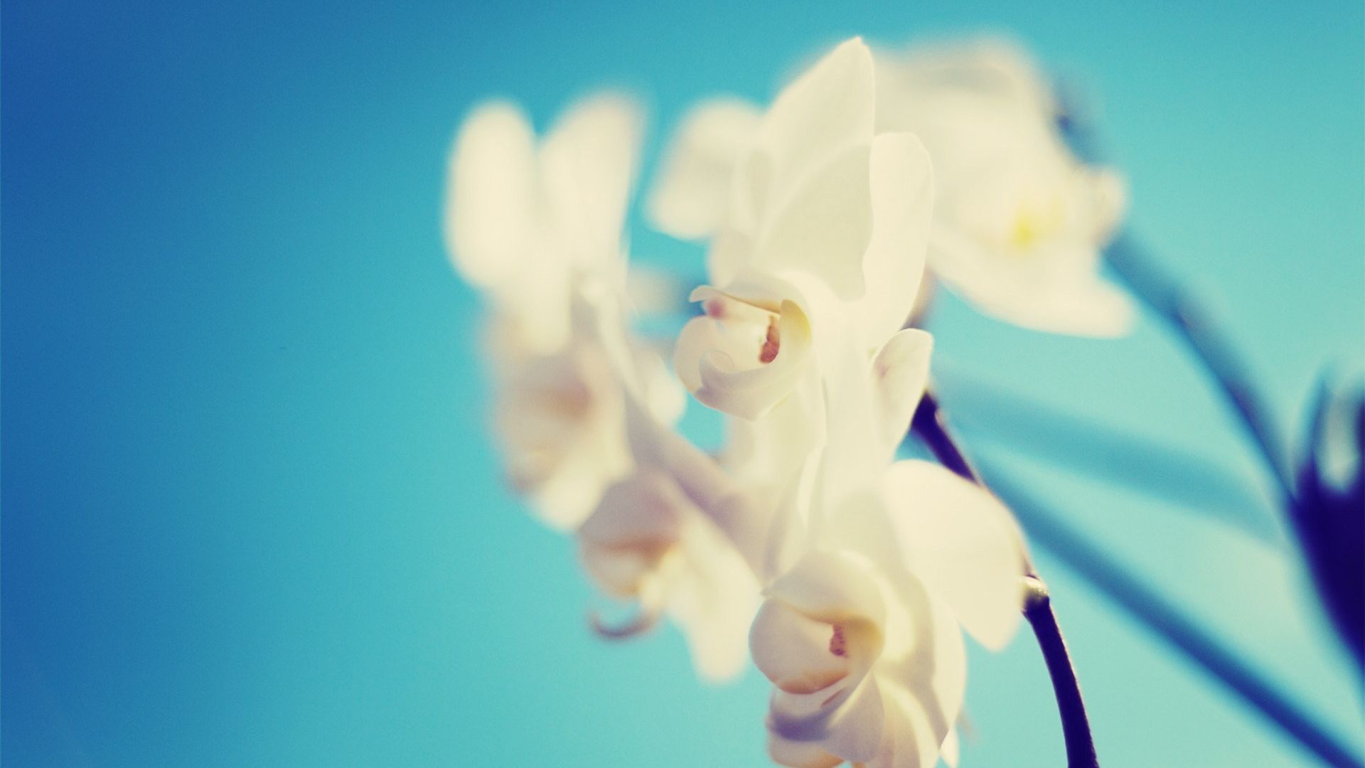 Orchid Computer Wallpapers - Wallpaper Cave