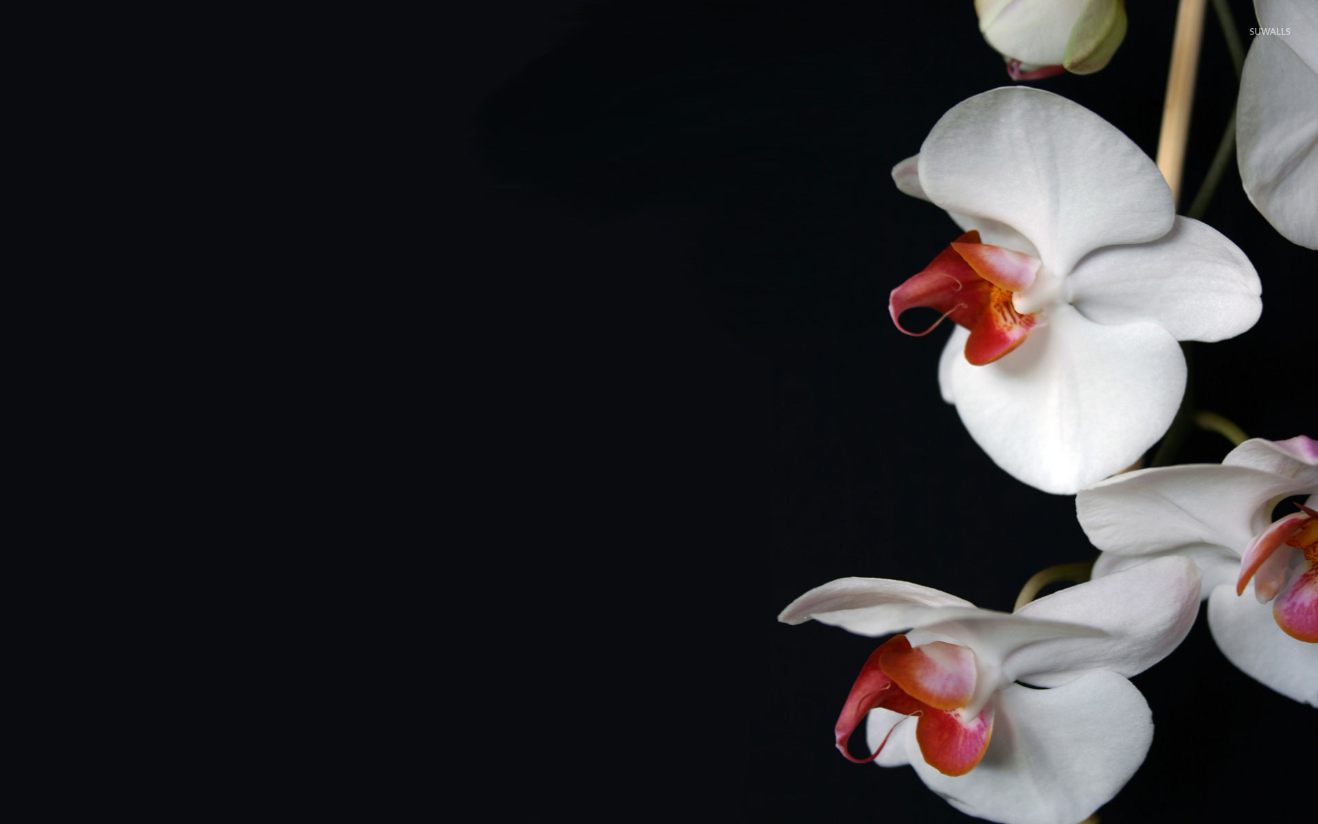 Orchid Computer Wallpapers - Wallpaper Cave