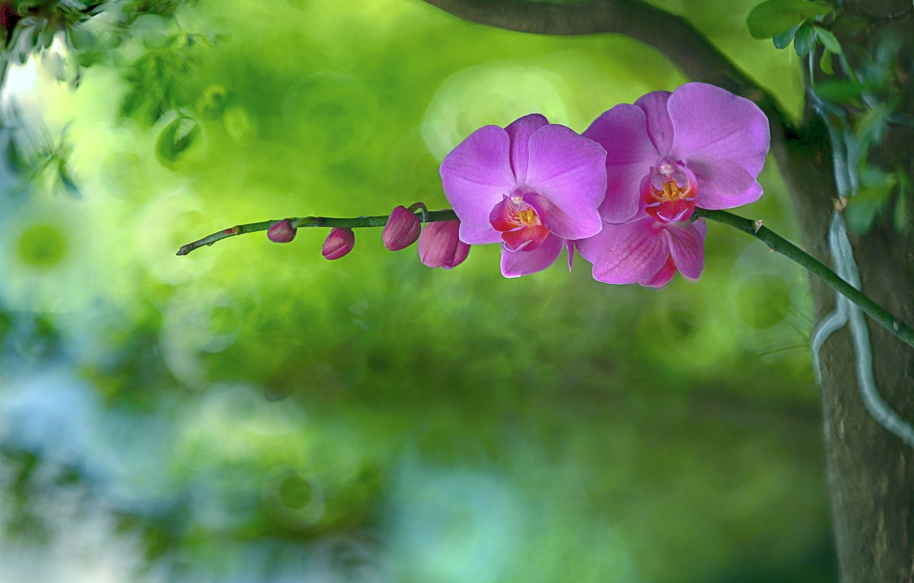 Orchid Computer Wallpapers - Wallpaper Cave