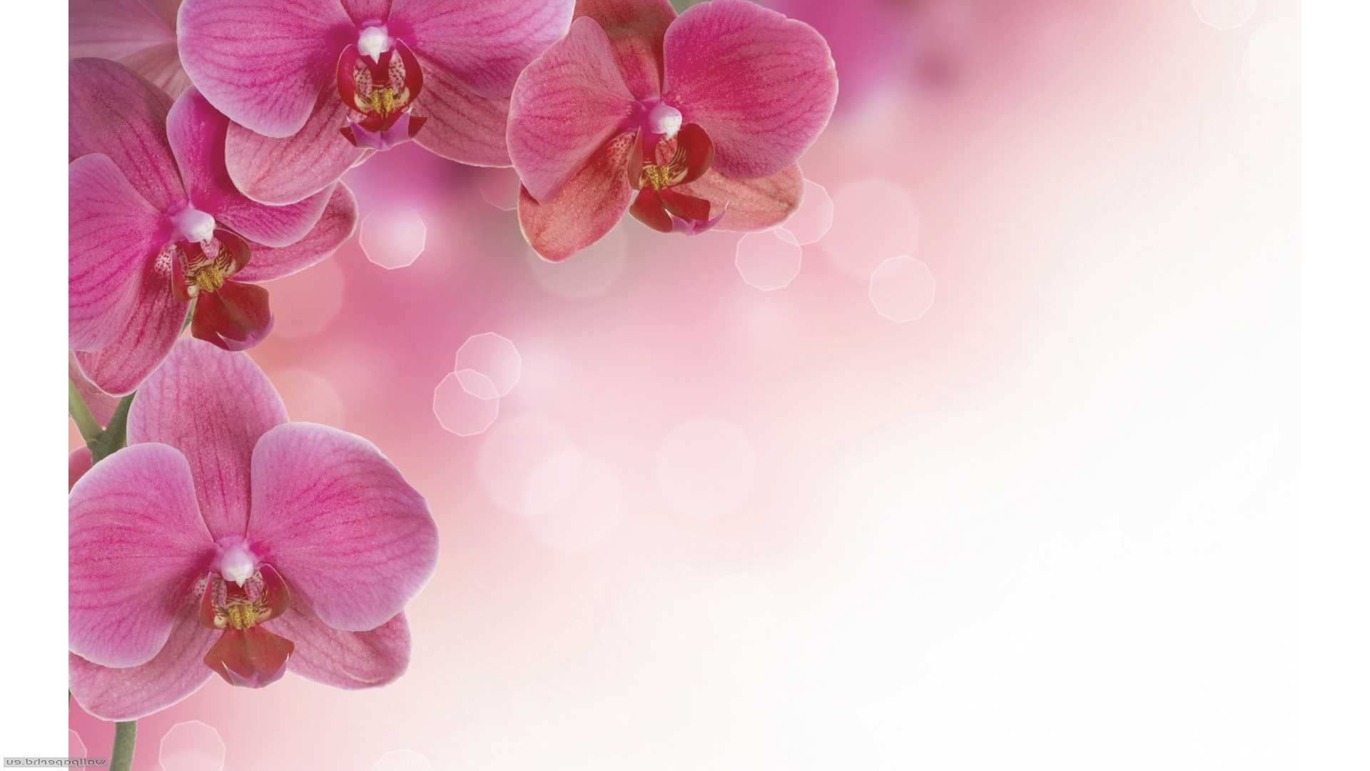 Orchid Computer Wallpapers - Wallpaper Cave