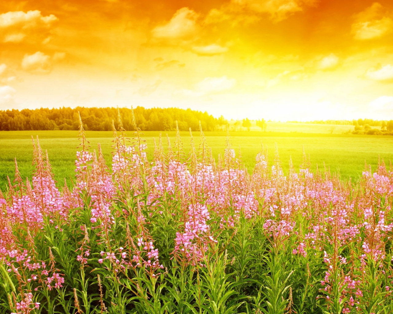 Spring Sunrise Flowers Wallpapers - Wallpaper Cave