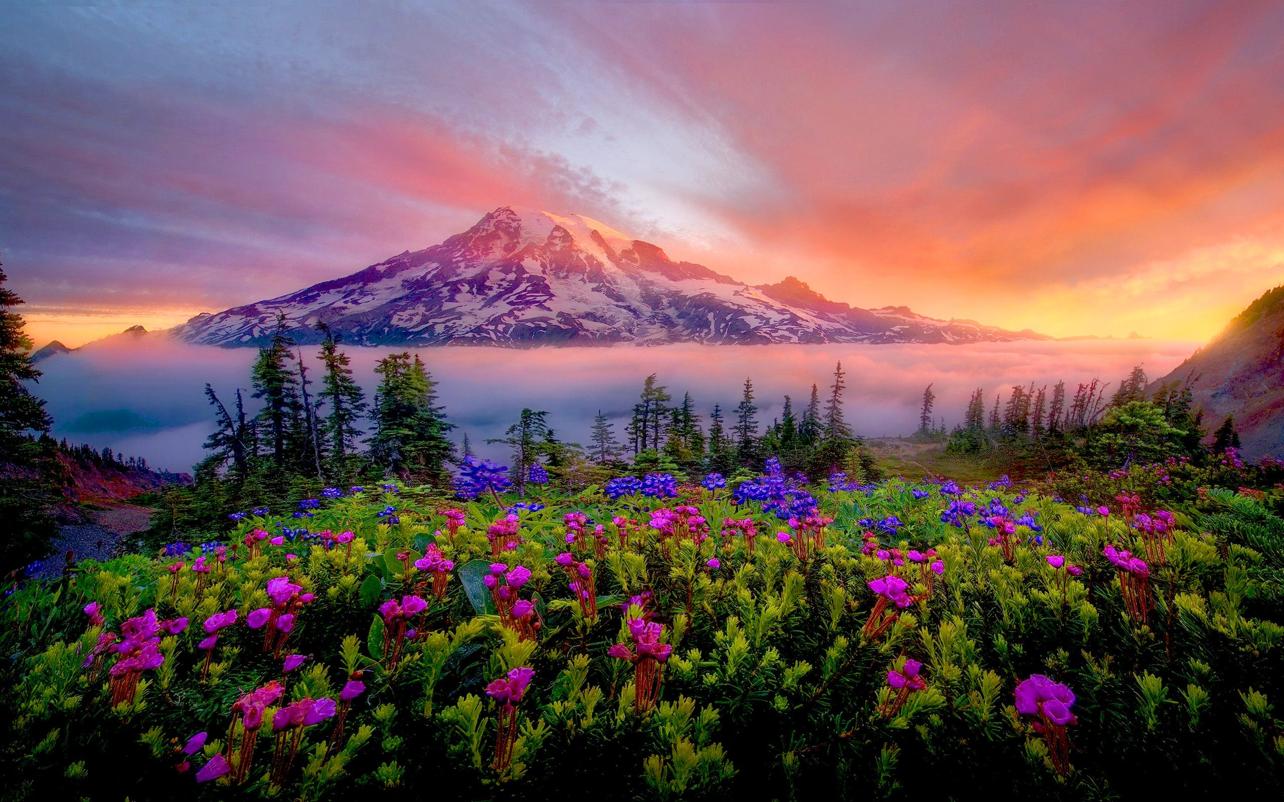 Spring Sunrise Flowers Wallpapers - Wallpaper Cave