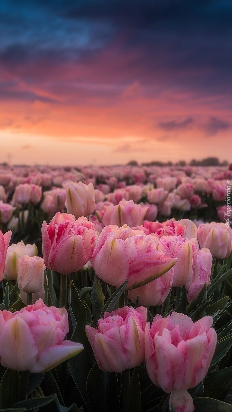 Spring Sunrise Flowers Wallpapers - Wallpaper Cave