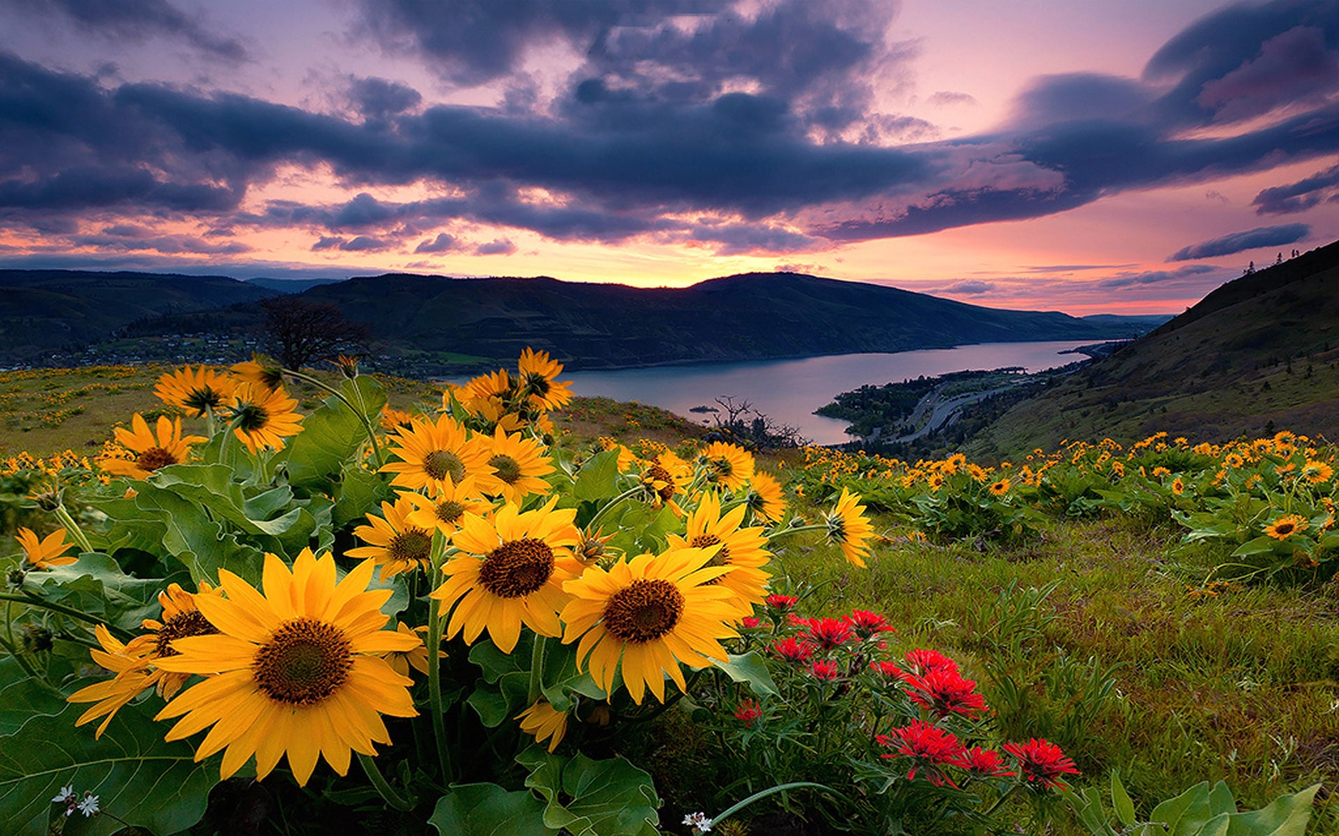 Spring Sunrise Flowers Wallpapers - Wallpaper Cave
