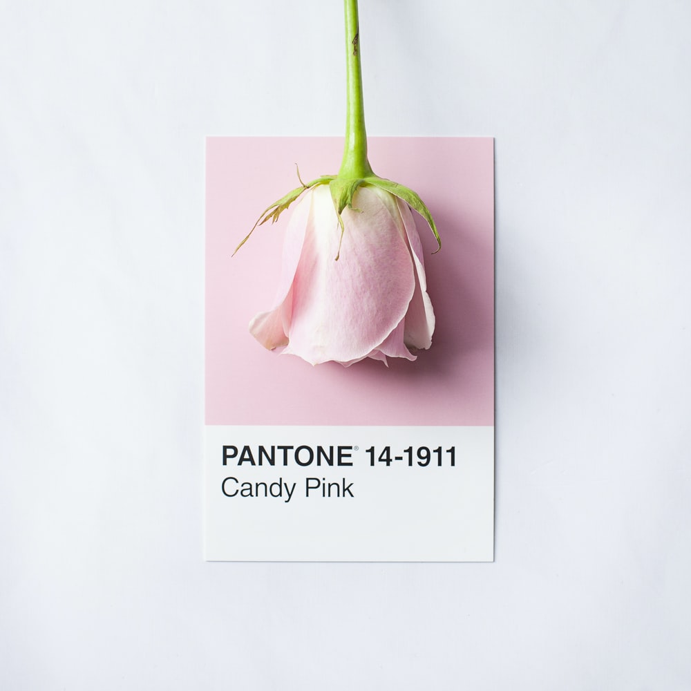 Pink Color Aesthetic Wallpapers - Wallpaper Cave