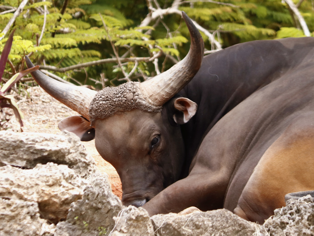 Banteng Wallpapers - Wallpaper Cave