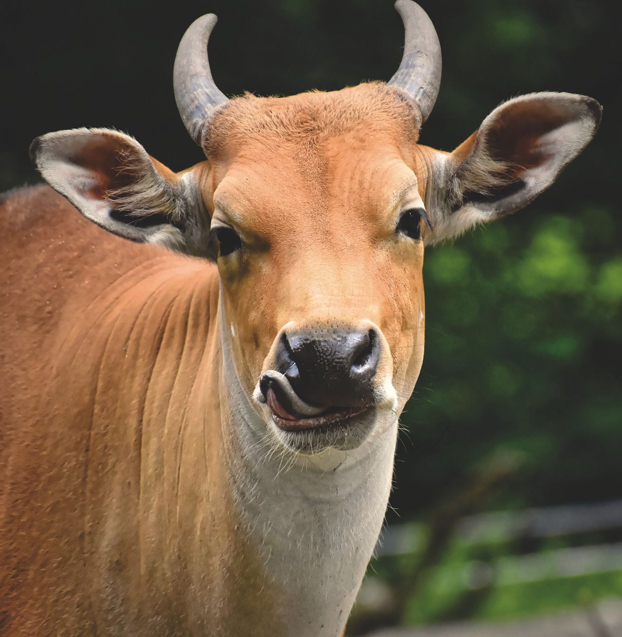 Banteng Wallpapers - Wallpaper Cave