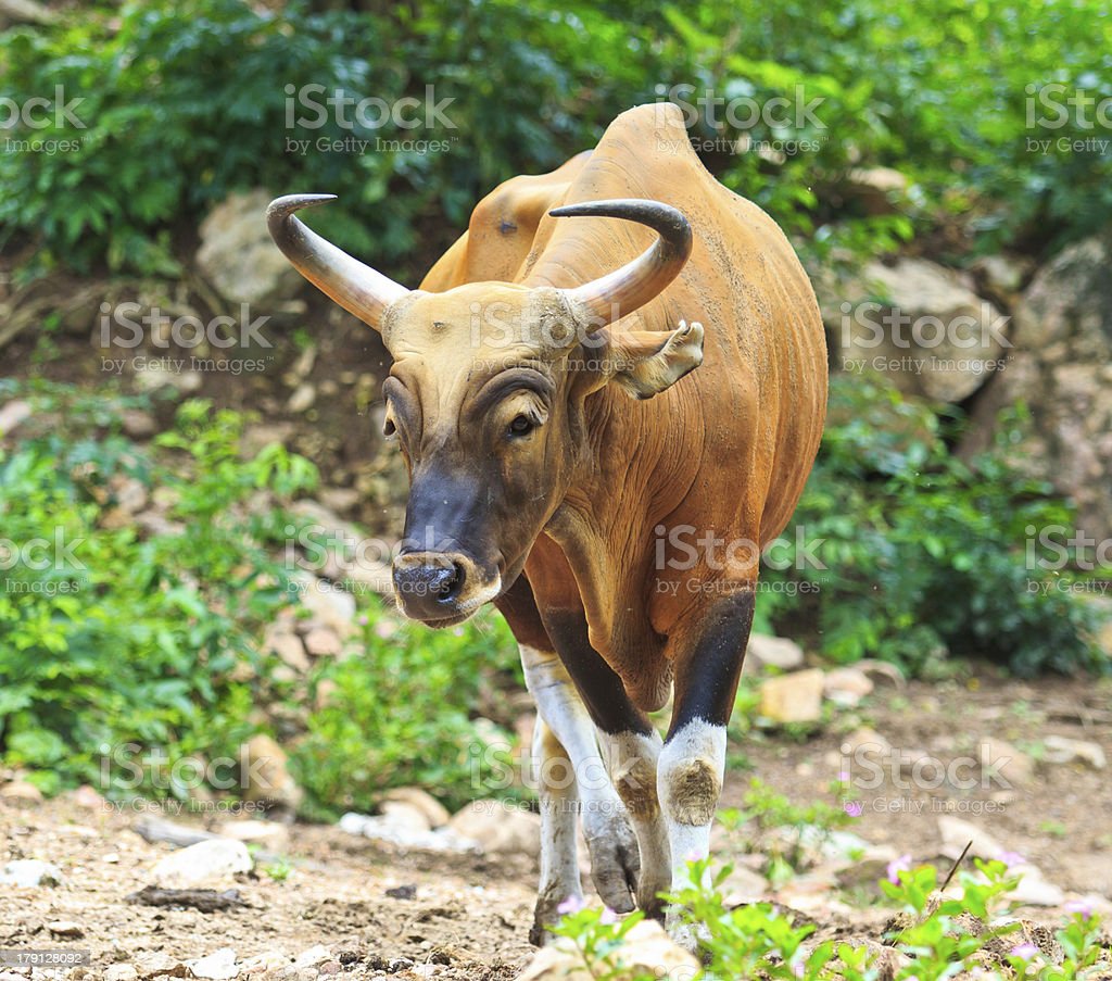 Banteng Wallpapers - Wallpaper Cave