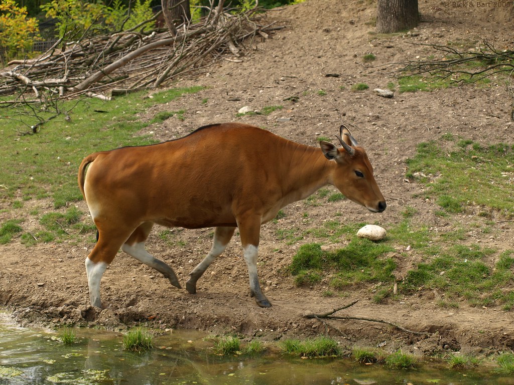 Banteng Wallpapers - Wallpaper Cave