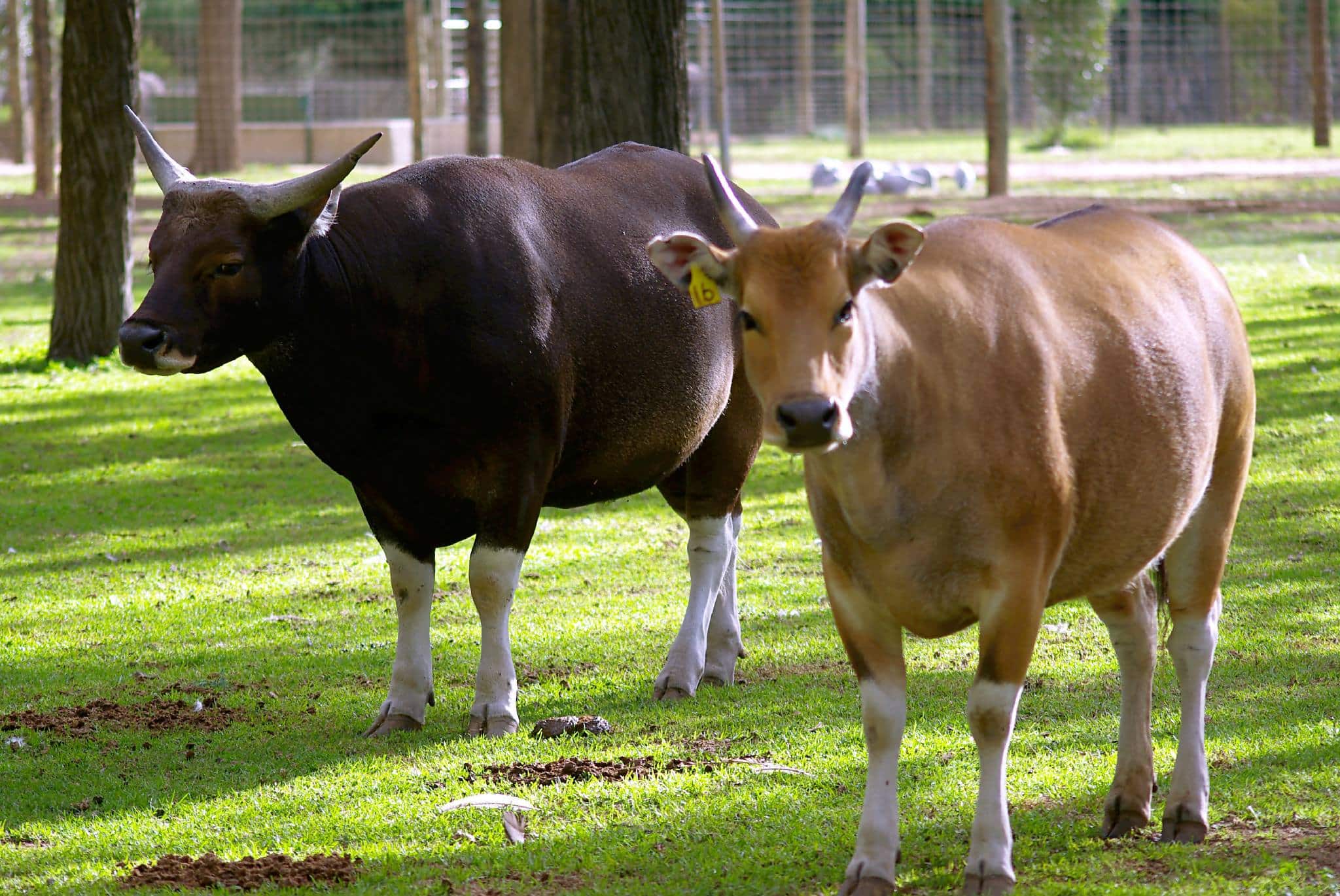 Banteng Wallpapers - Wallpaper Cave