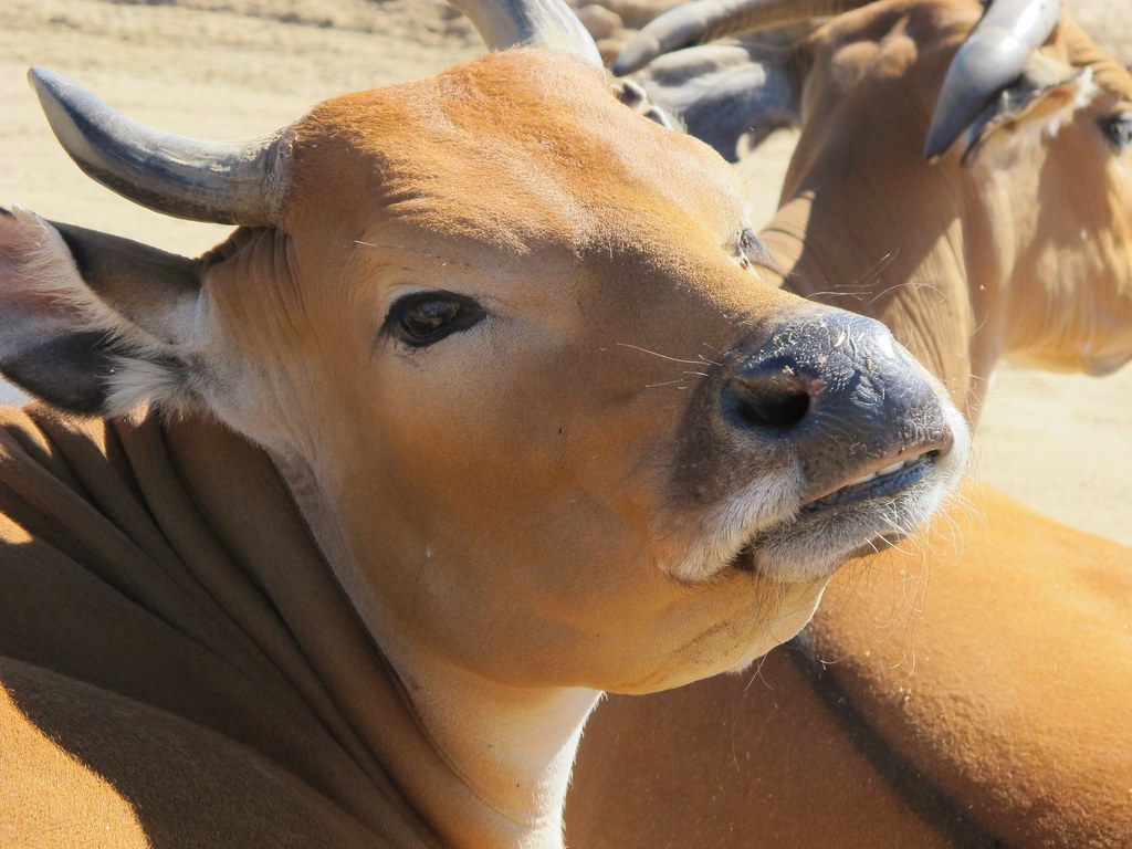 Banteng Wallpapers - Wallpaper Cave