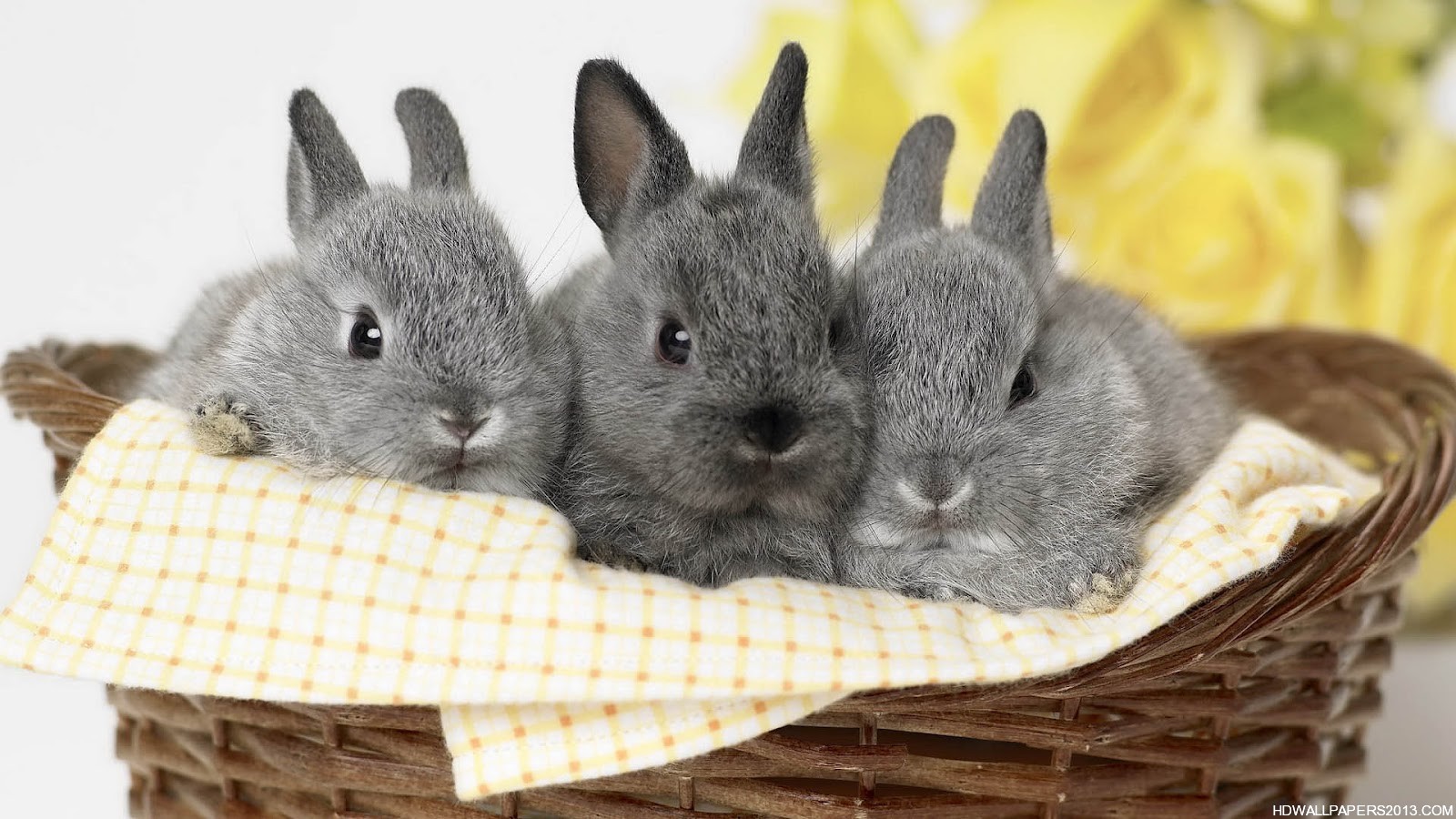 Grey Bunny Wallpapers - Wallpaper Cave