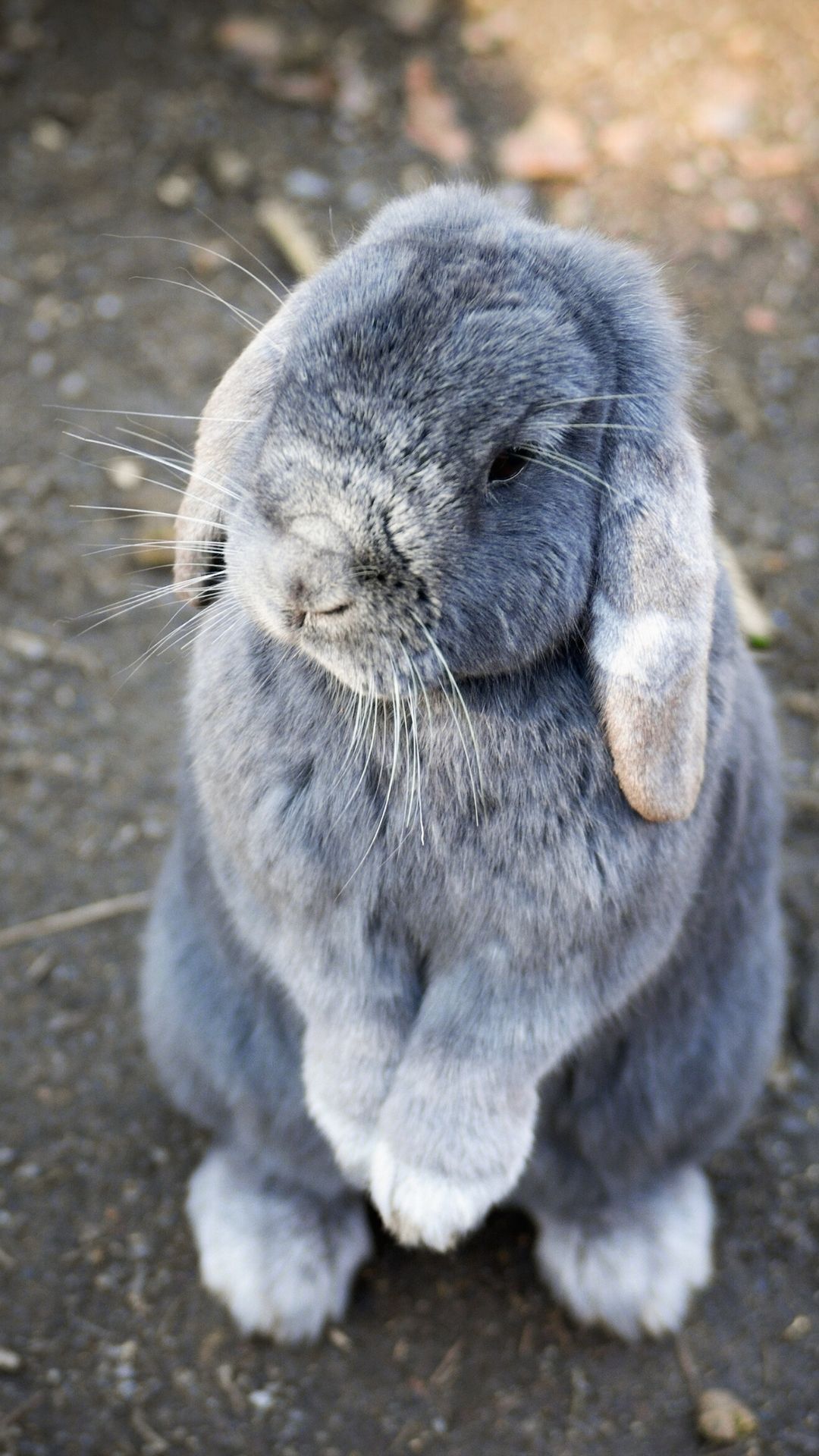 Grey Bunny Wallpapers - Wallpaper Cave