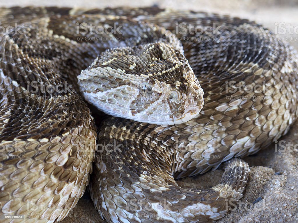 Adder Wallpapers - Wallpaper Cave