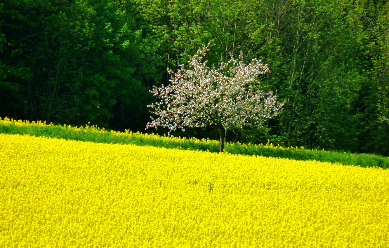 Spring Yellow Trees Wallpapers - Wallpaper Cave