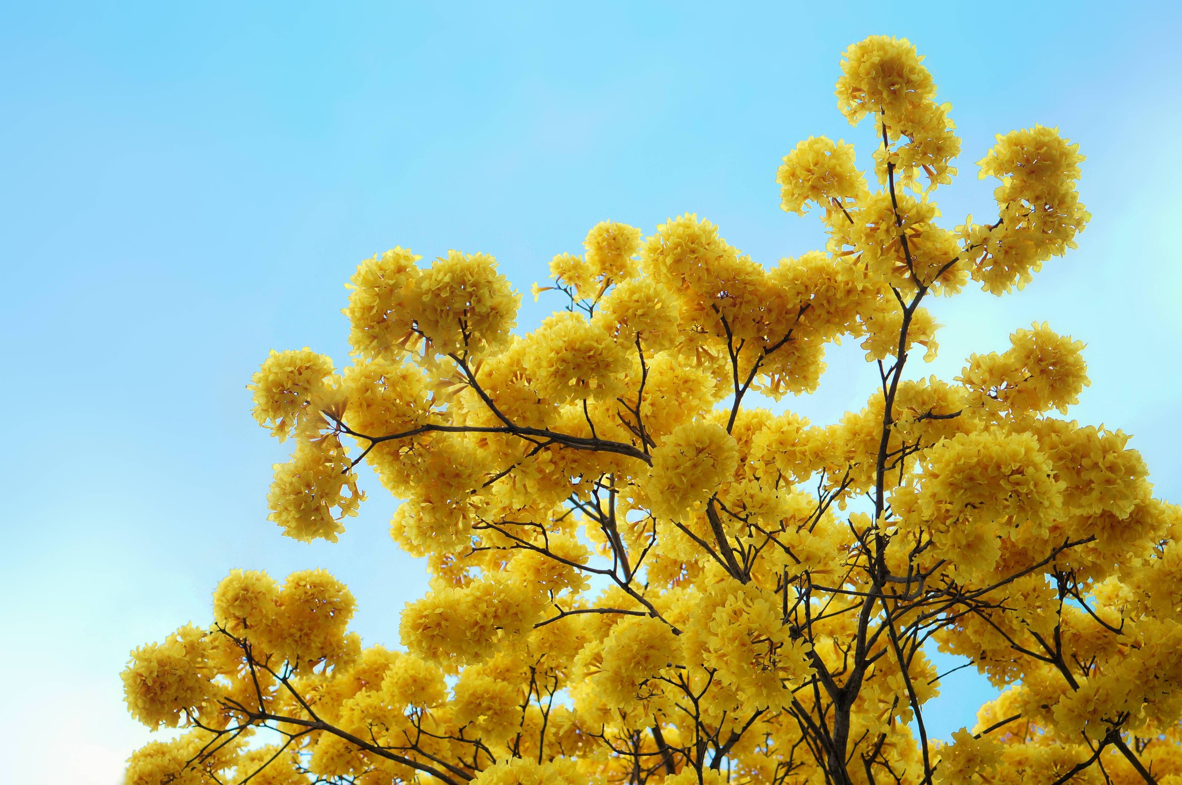 Spring Yellow Trees Wallpapers - Wallpaper Cave