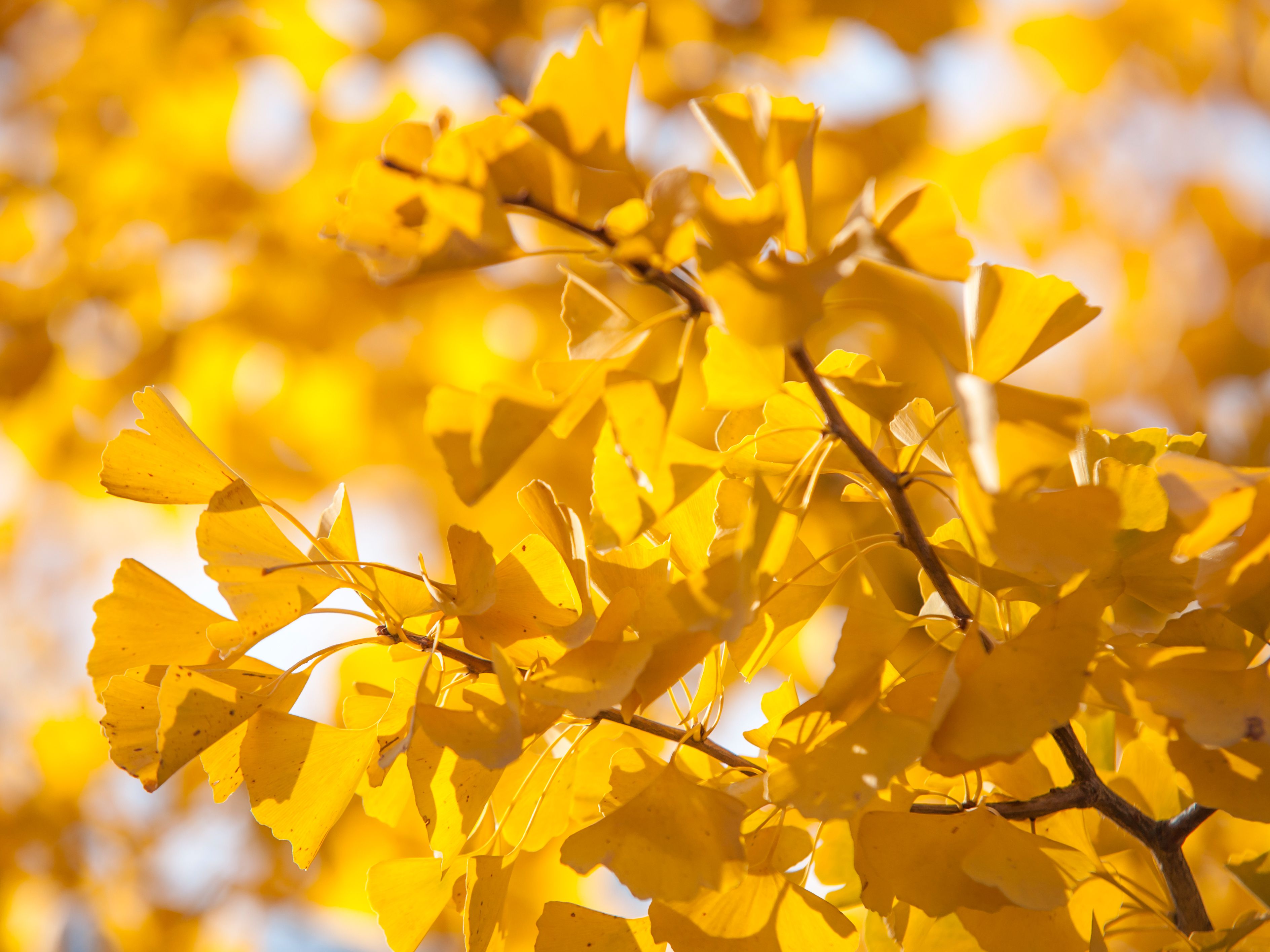 Spring Yellow Trees Wallpapers - Wallpaper Cave