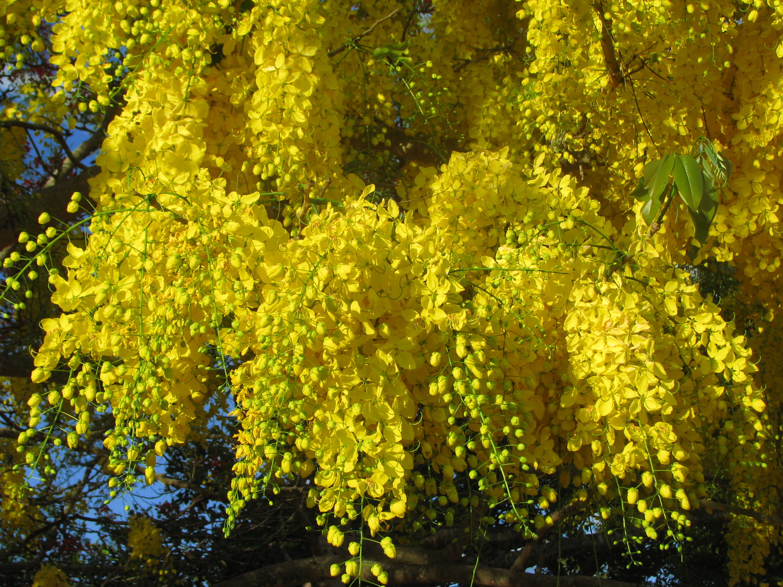 Spring Yellow Trees Wallpapers - Wallpaper Cave