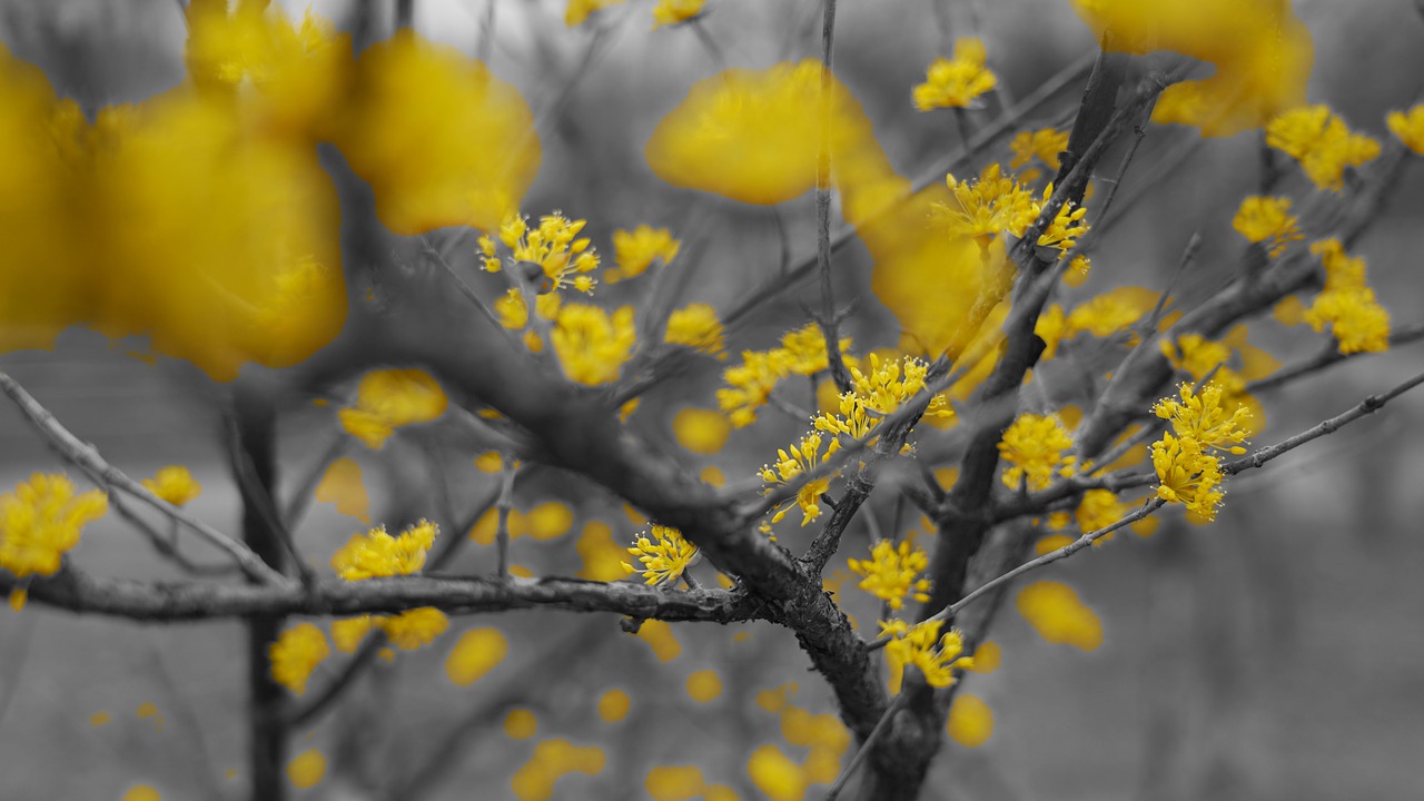 Spring Yellow Trees Wallpapers - Wallpaper Cave
