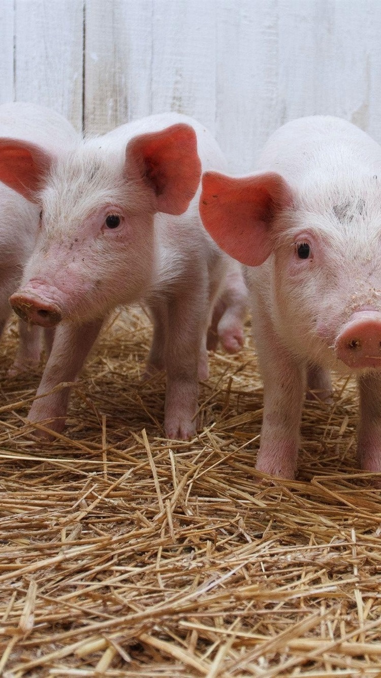 Tiny Pigs Wallpapers - Wallpaper Cave