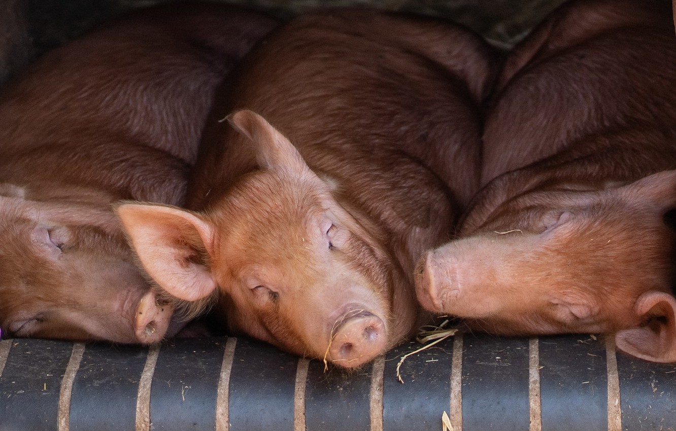 Tiny Pigs Wallpapers - Wallpaper Cave