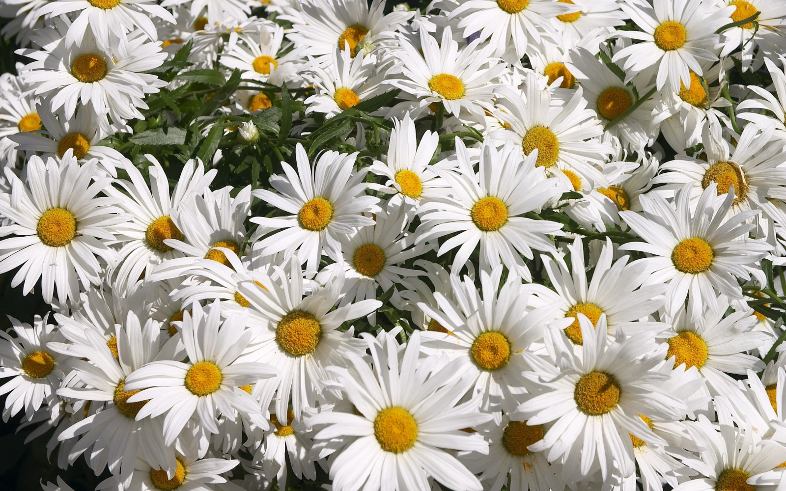Marguerite Wallpapers - Wallpaper Cave