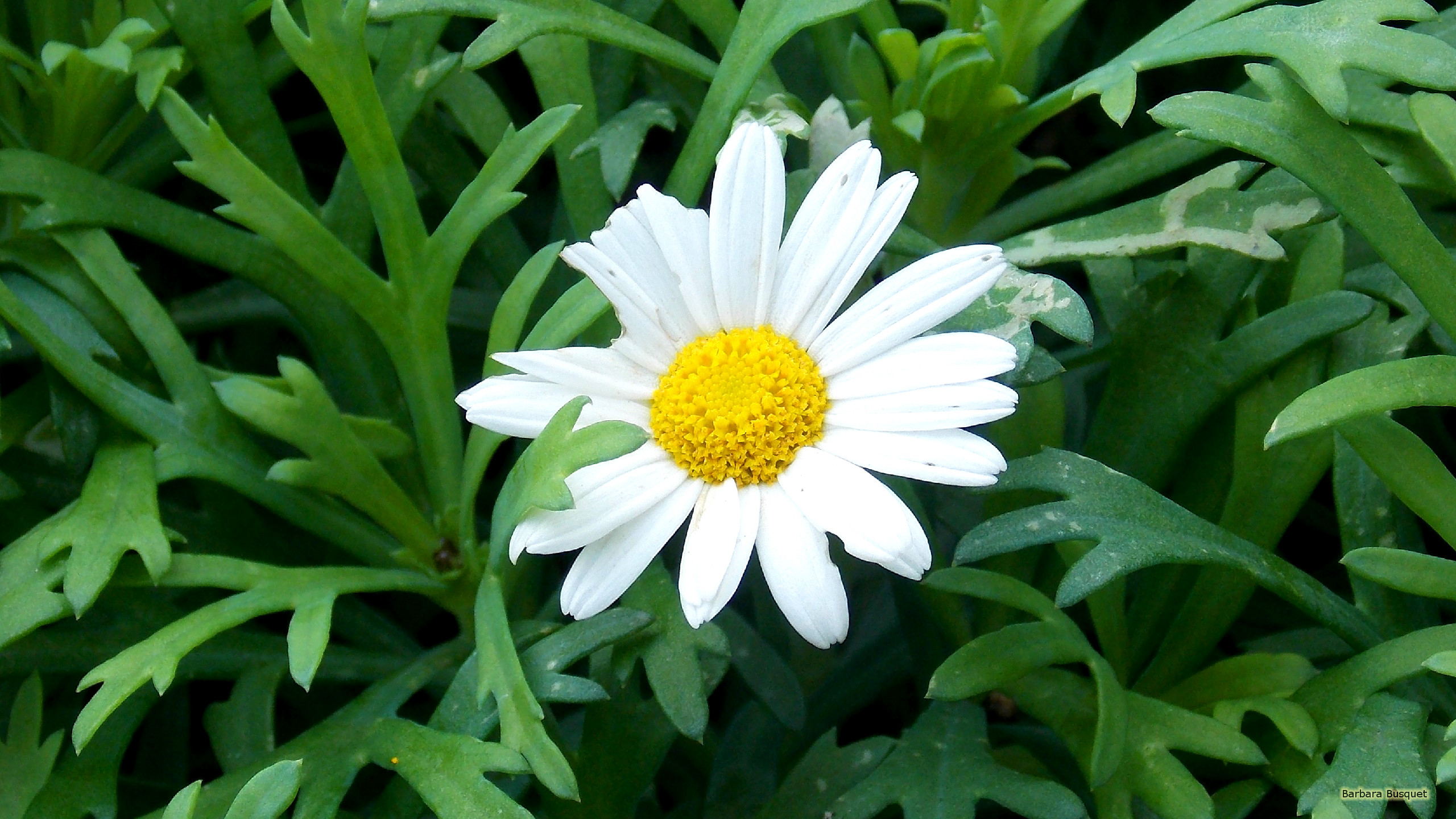 Marguerite Wallpapers - Wallpaper Cave