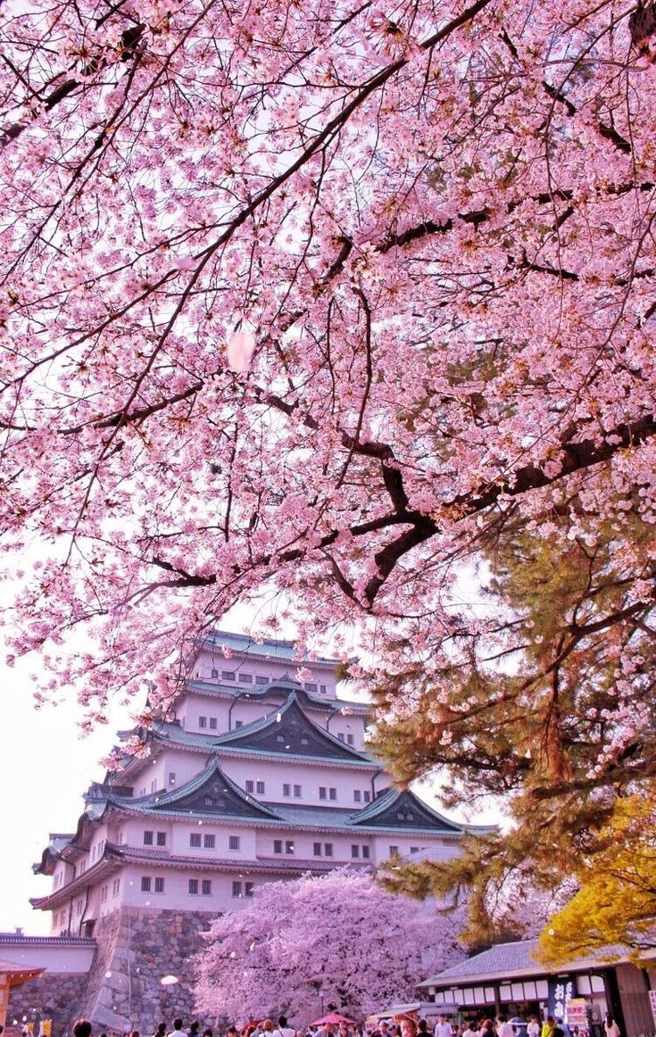 Pink Tree Japan Aesthetic Wallpapers - Wallpaper Cave