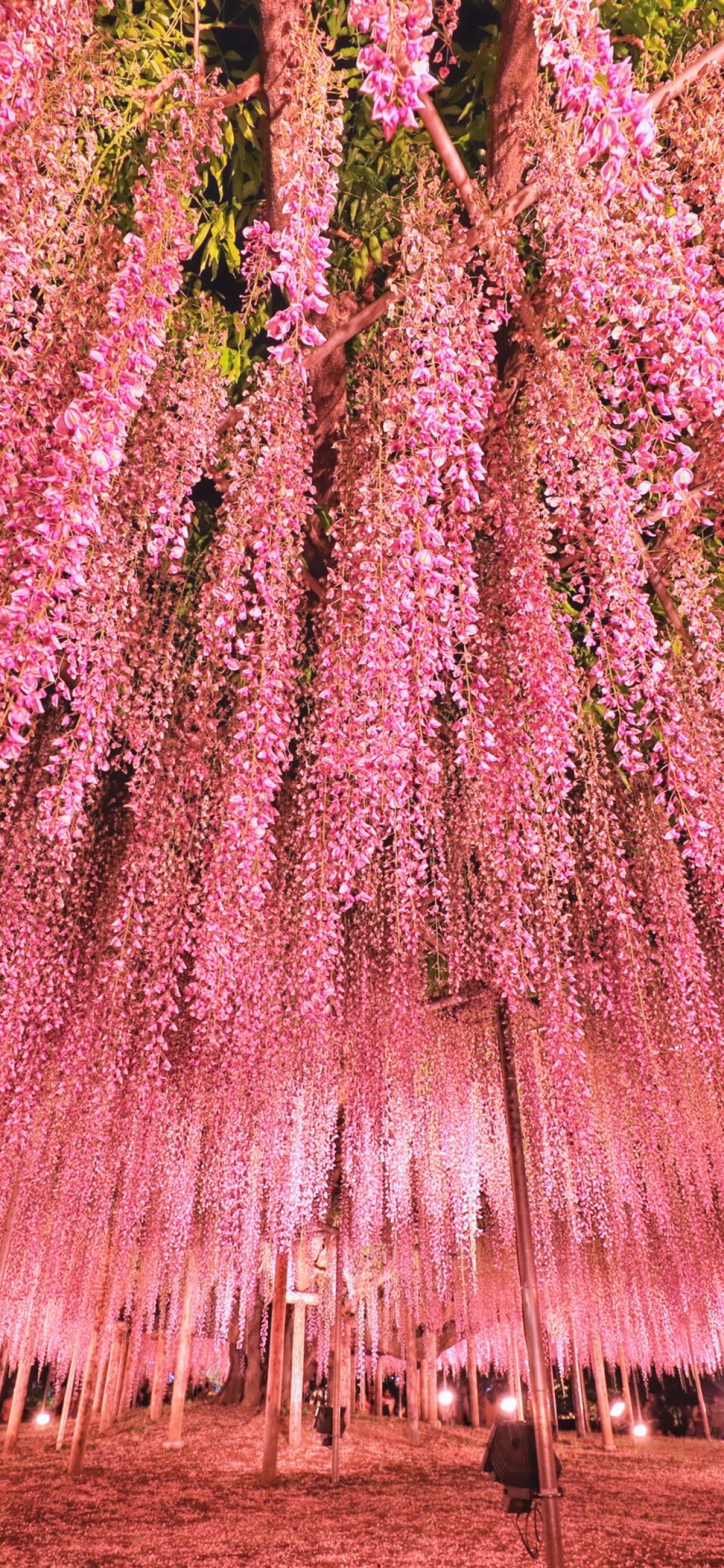 Pink Tree Japan Aesthetic Wallpapers - Wallpaper Cave