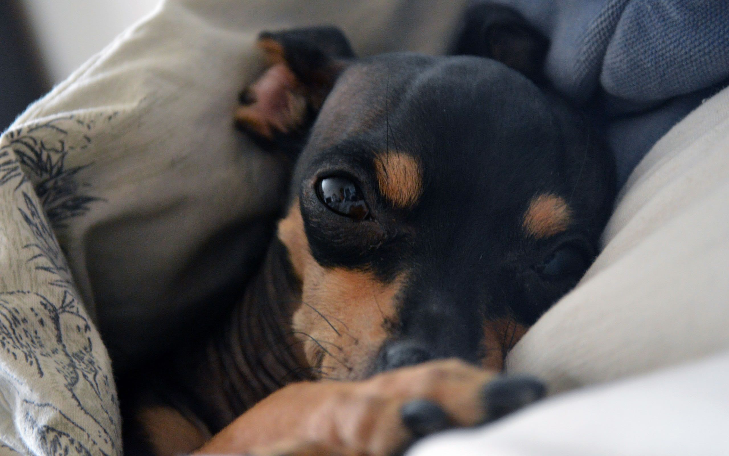 Miniature Pinscher Wallpapers - Wallpaper Cave