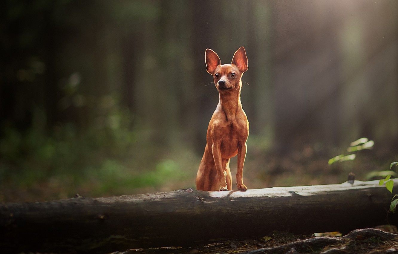 Miniature Pinscher Wallpapers - Wallpaper Cave