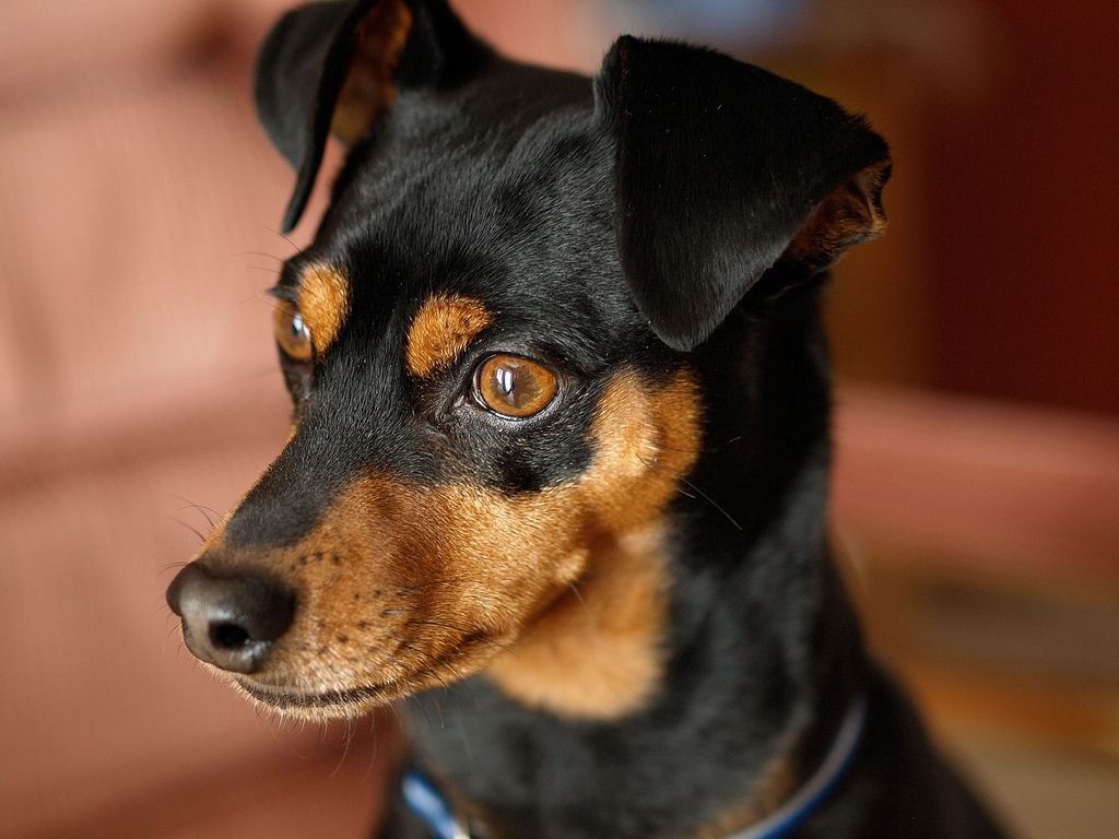 Miniature Pinscher Desktop Wallpapers Miniature Pinscher Vs Chihuahua: