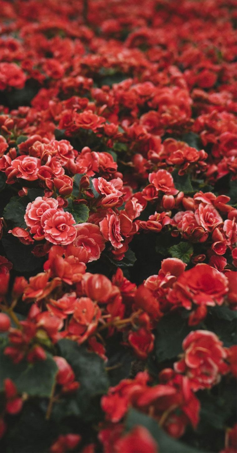 Spring Collage iPhone Wallpapers - Wallpaper Cave