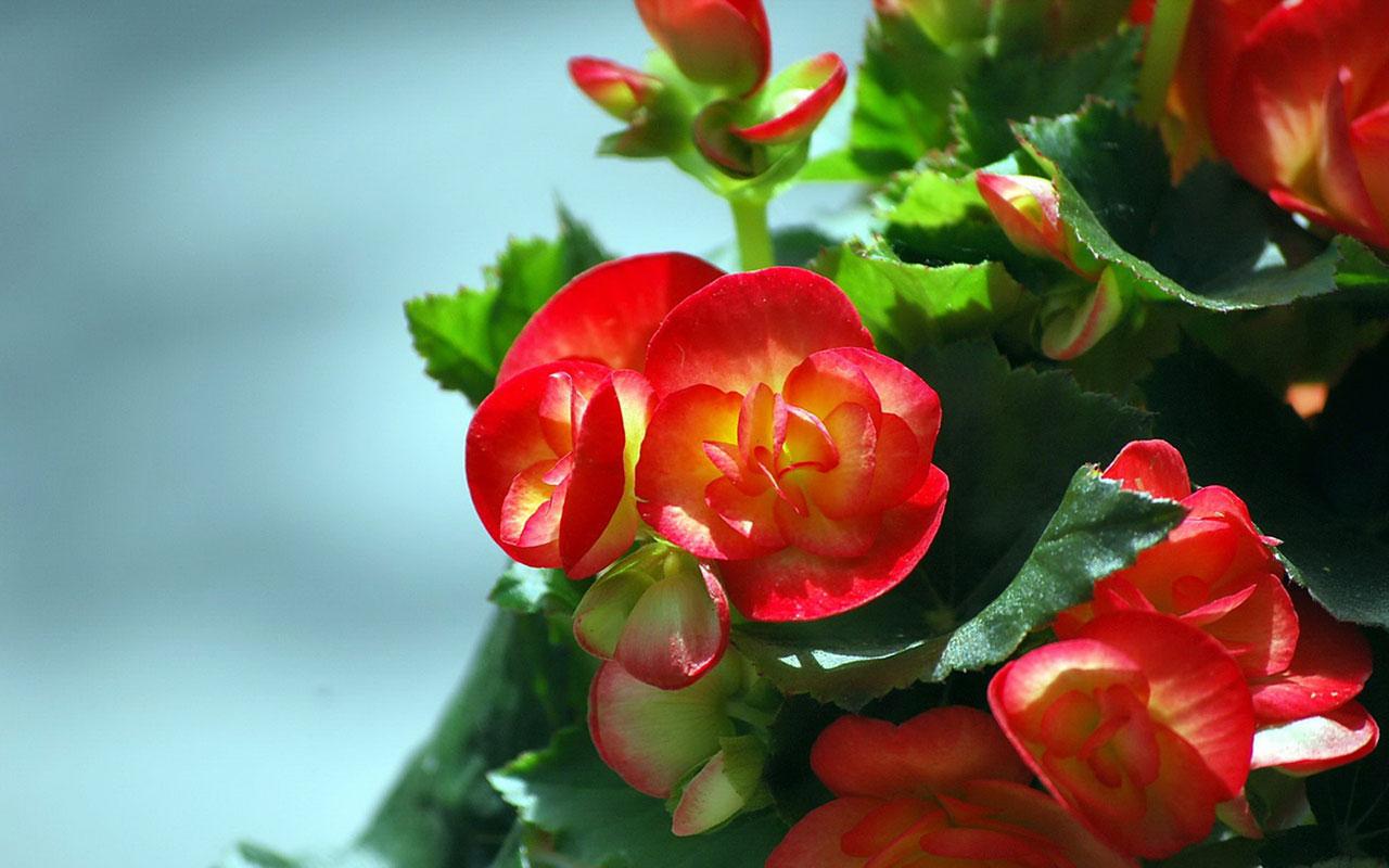 Begonias Wallpapers - Wallpaper Cave
