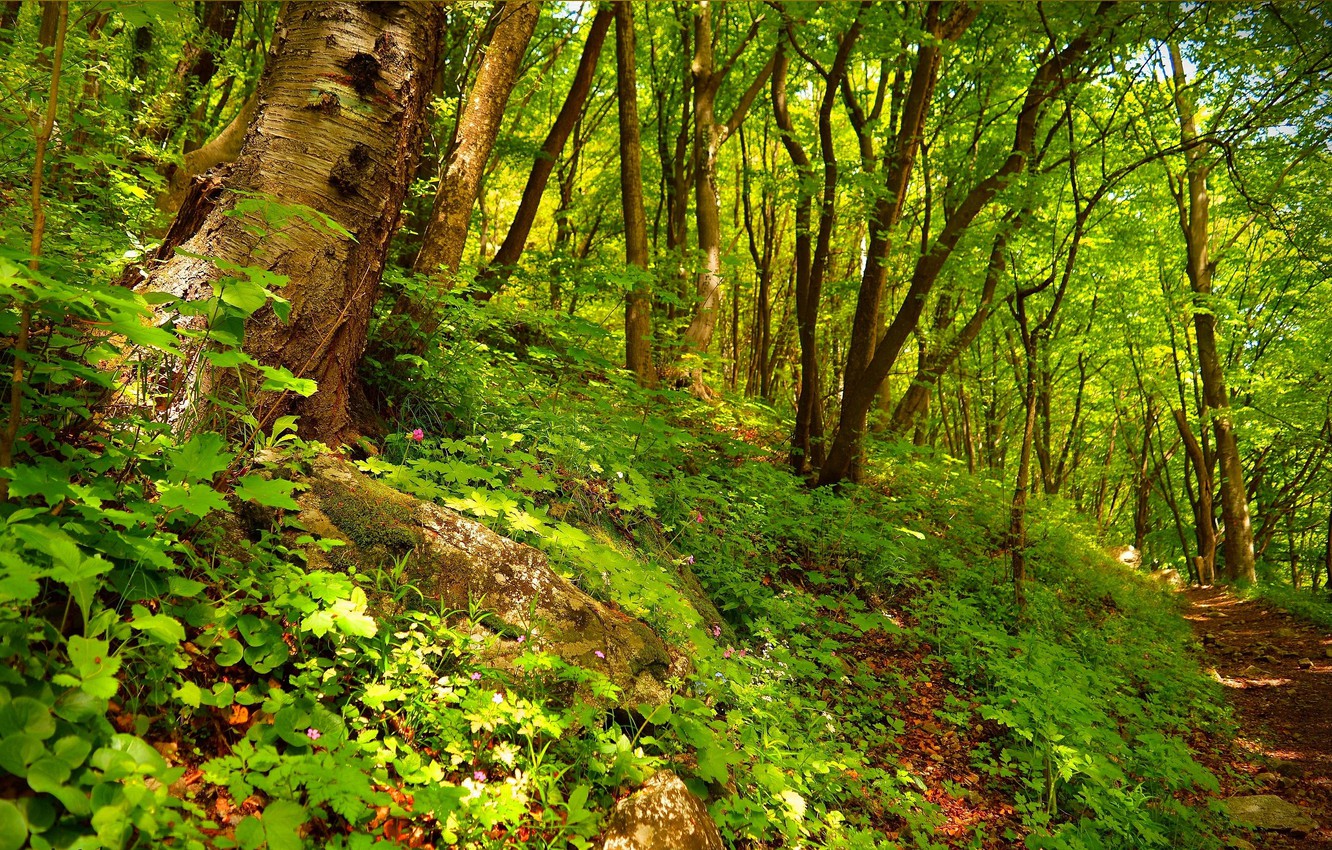 Forest Trees Spring Wallpapers - Wallpaper Cave