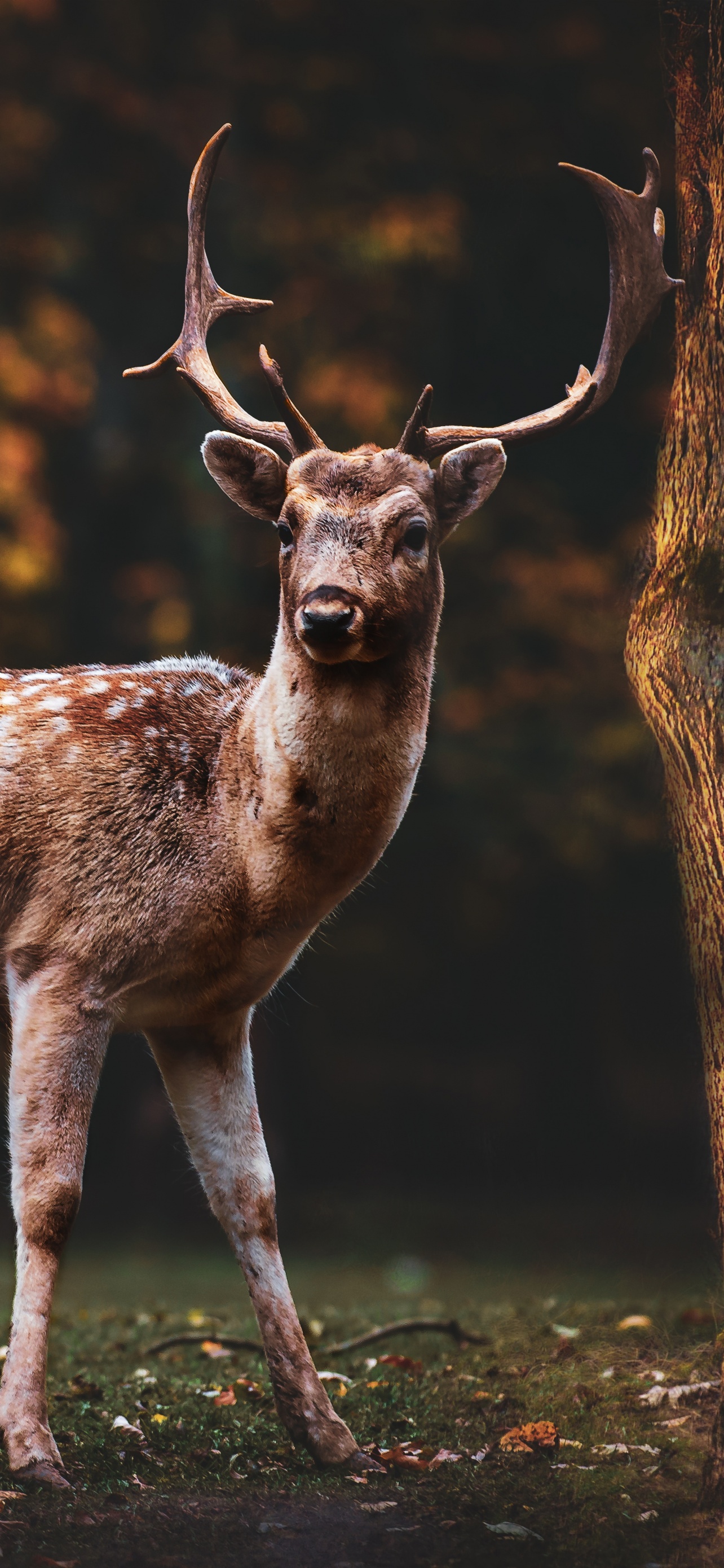 Fallow-deer Wallpapers - Wallpaper Cave