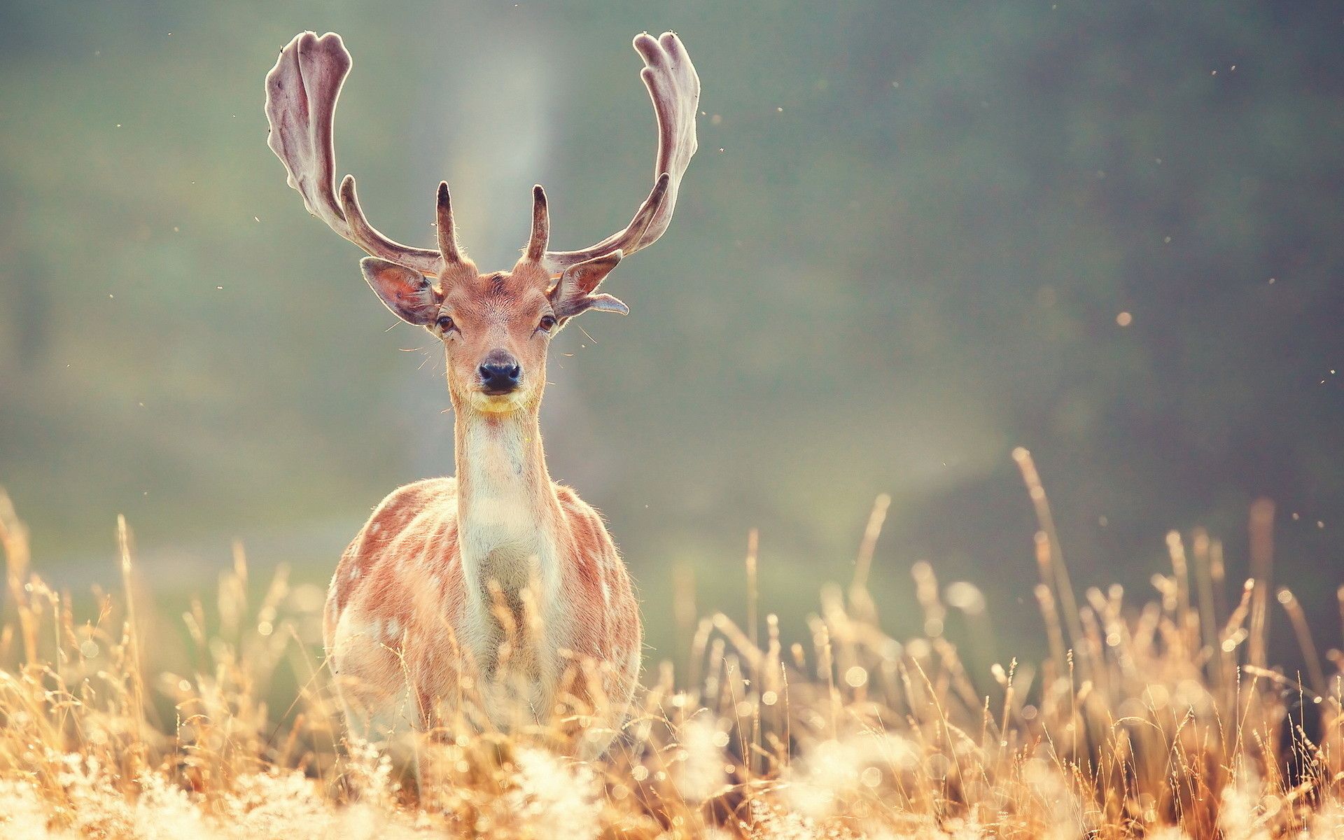Fallow-deer Wallpapers - Wallpaper Cave