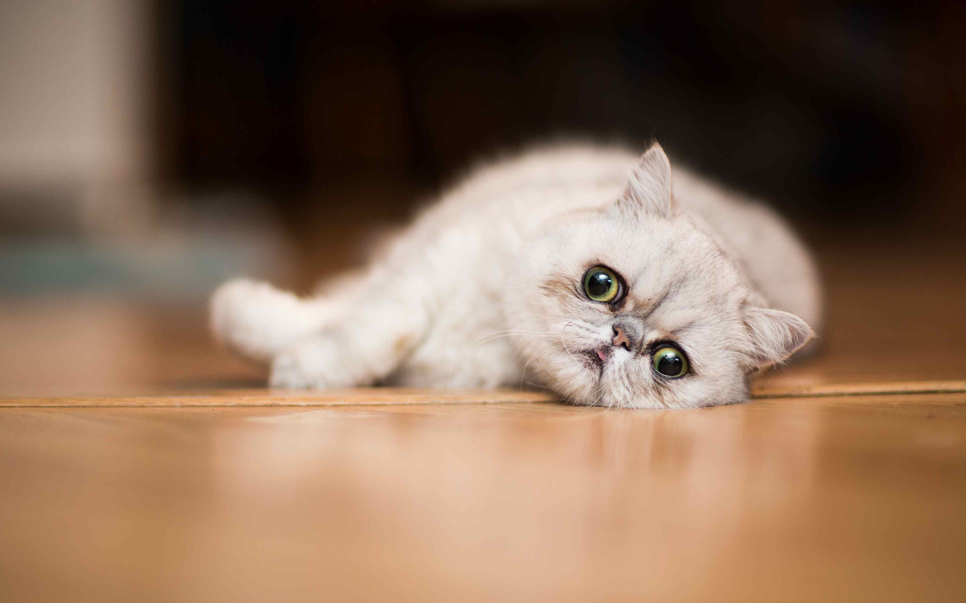 Exotic Shorthair Wallpapers - Wallpaper Cave