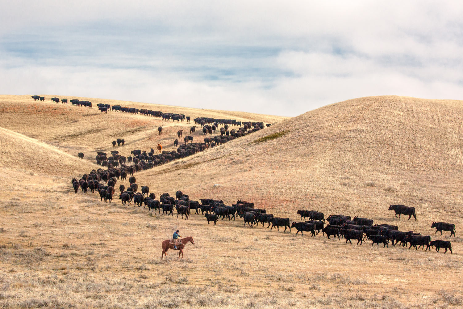 Cattle Drive Wallpapers - Wallpaper Cave