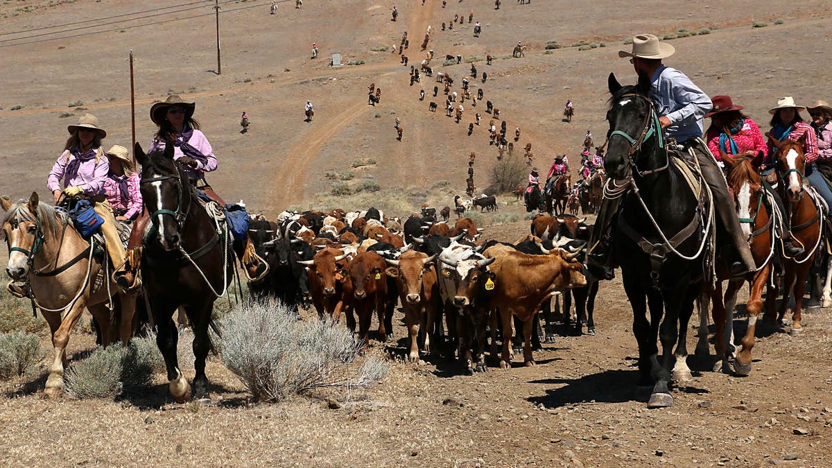 Cattle Drive Wallpapers - Wallpaper Cave