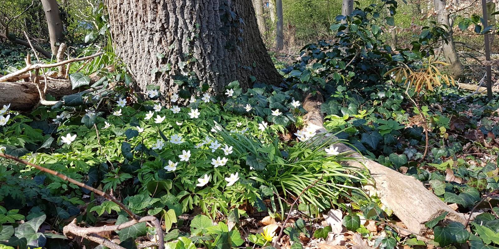 Cottagecore Spring Wallpapers - Wallpaper Cave