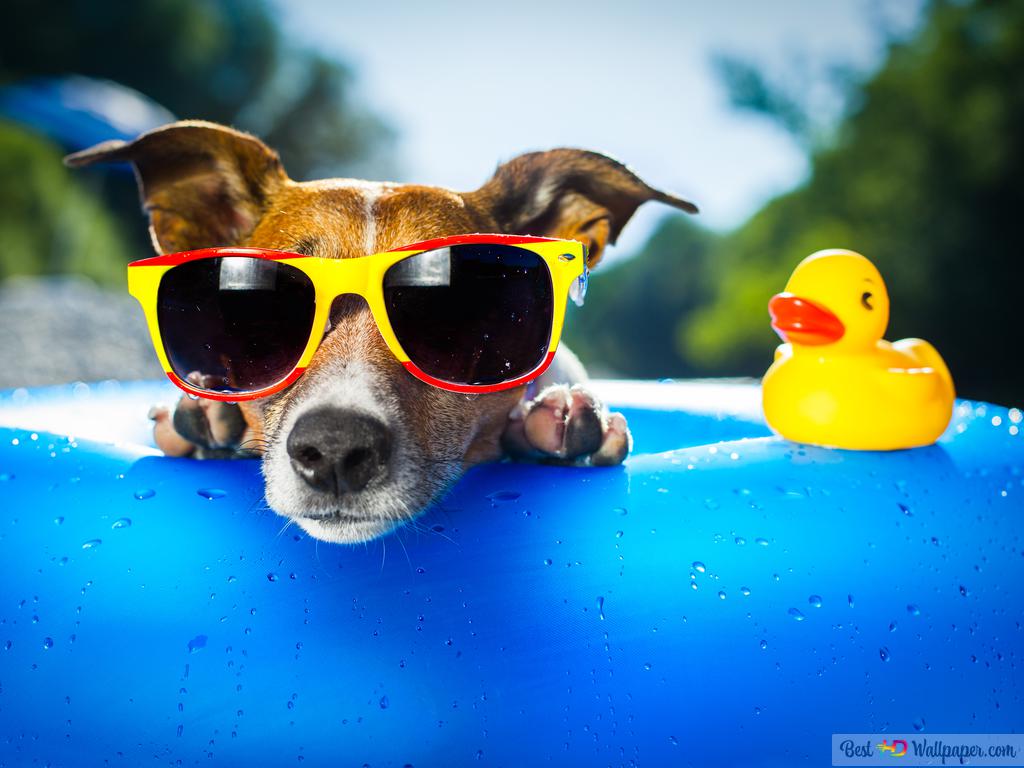 Cute Puppies Summer Wallpapers - Wallpaper Cave