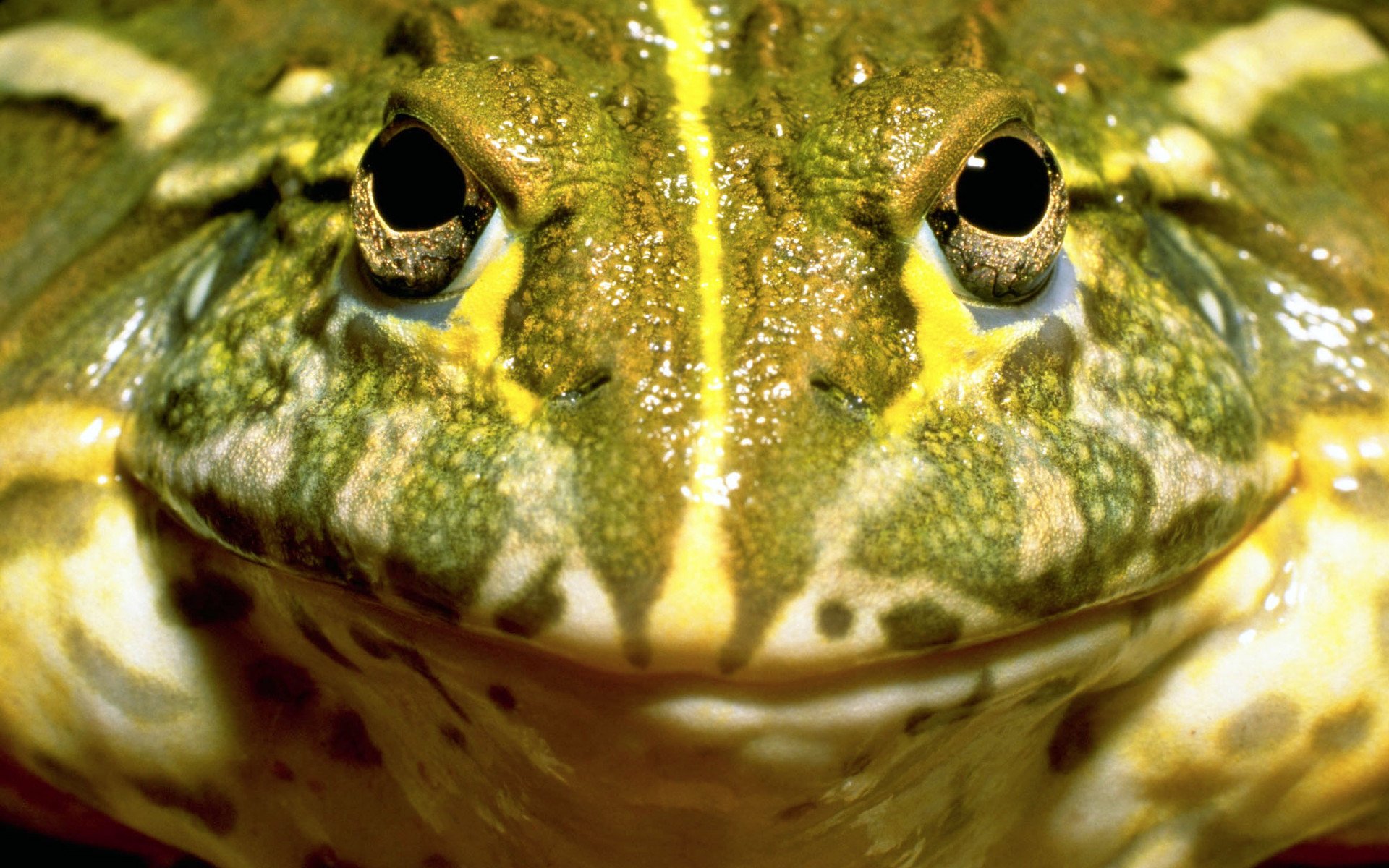 American Bullfrog Wallpapers - Wallpaper Cave