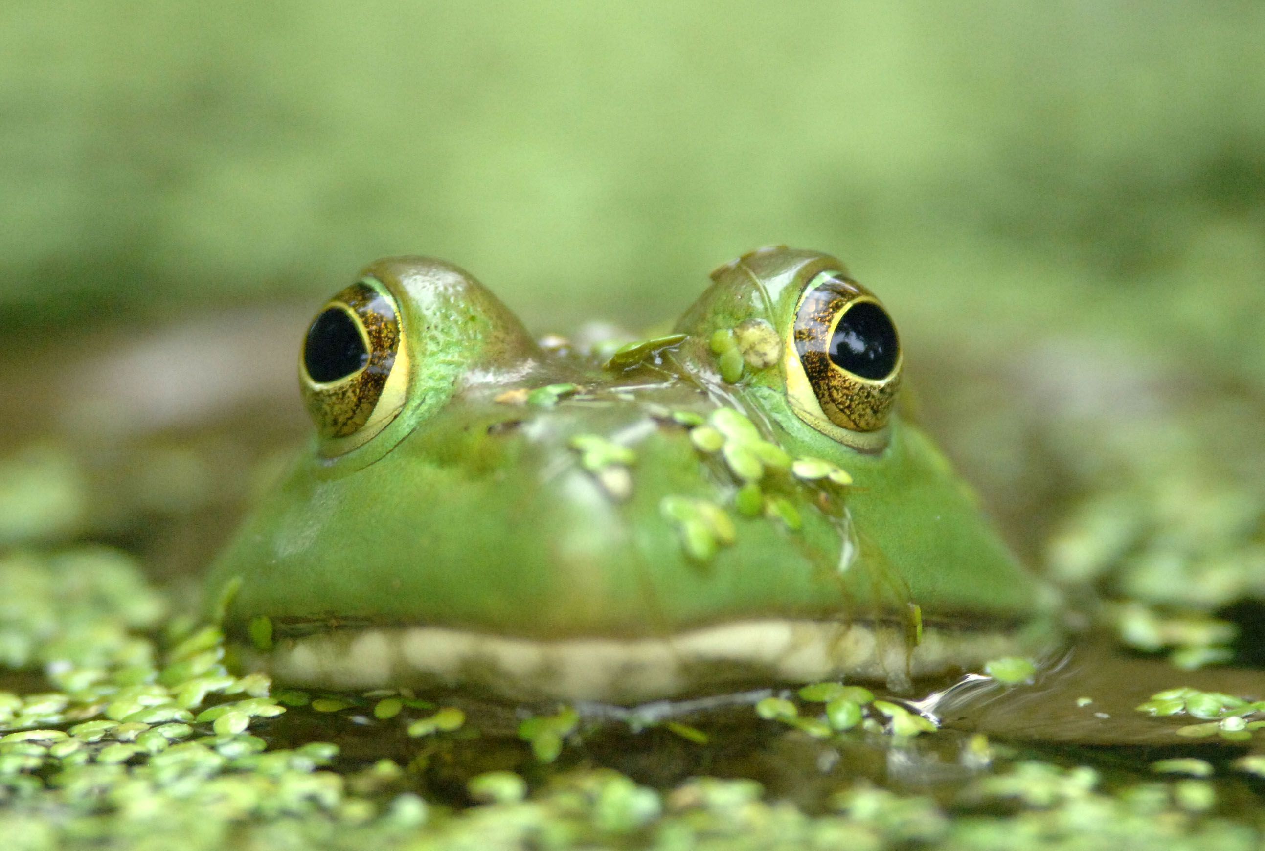 American Bullfrog Wallpapers - Wallpaper Cave