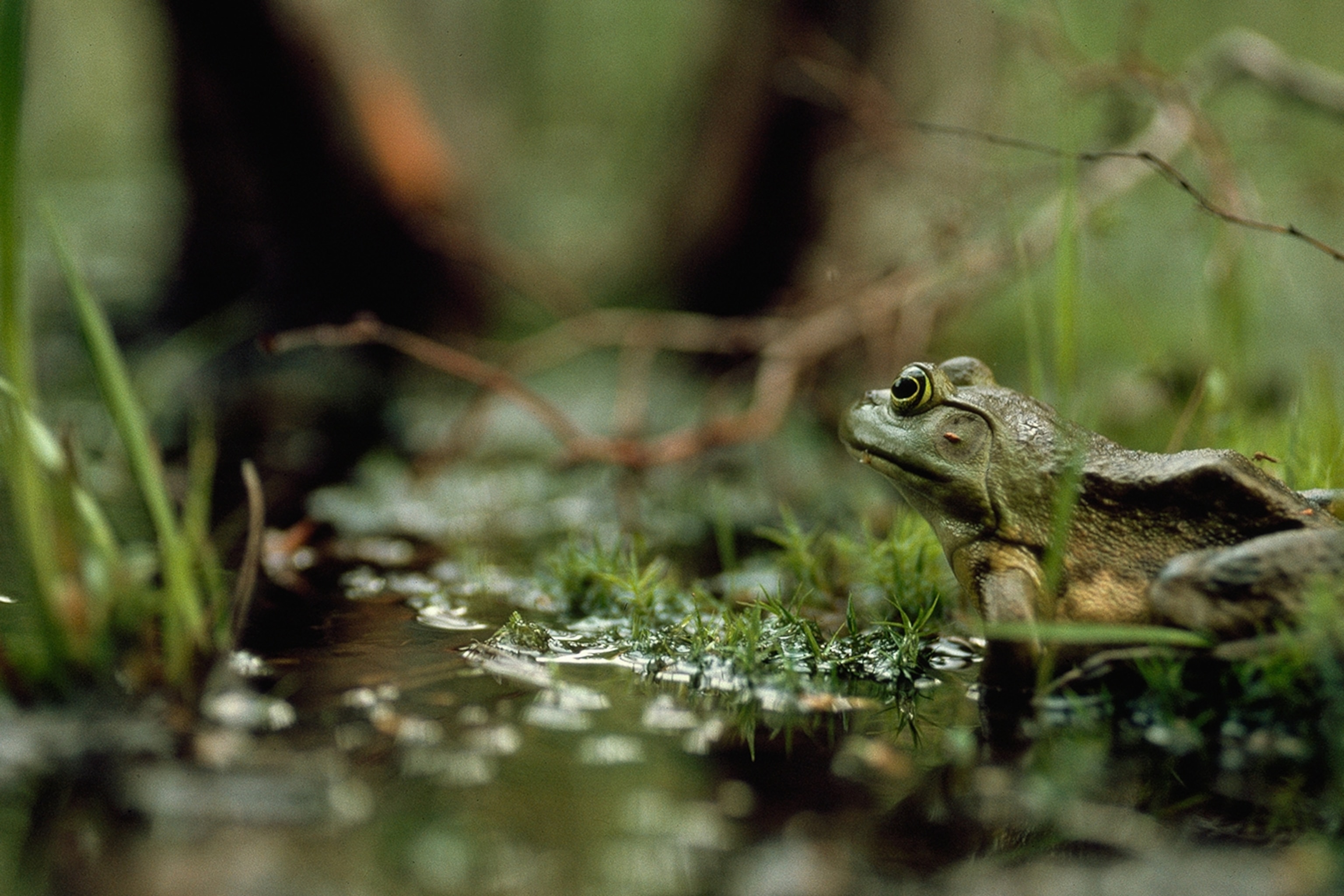 American Bullfrog Wallpapers - Wallpaper Cave
