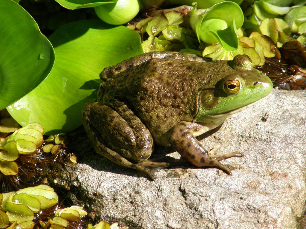 American Bullfrog Wallpapers - Wallpaper Cave