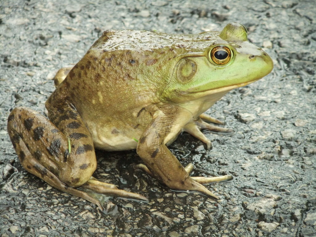 American Bullfrog Wallpapers - Wallpaper Cave