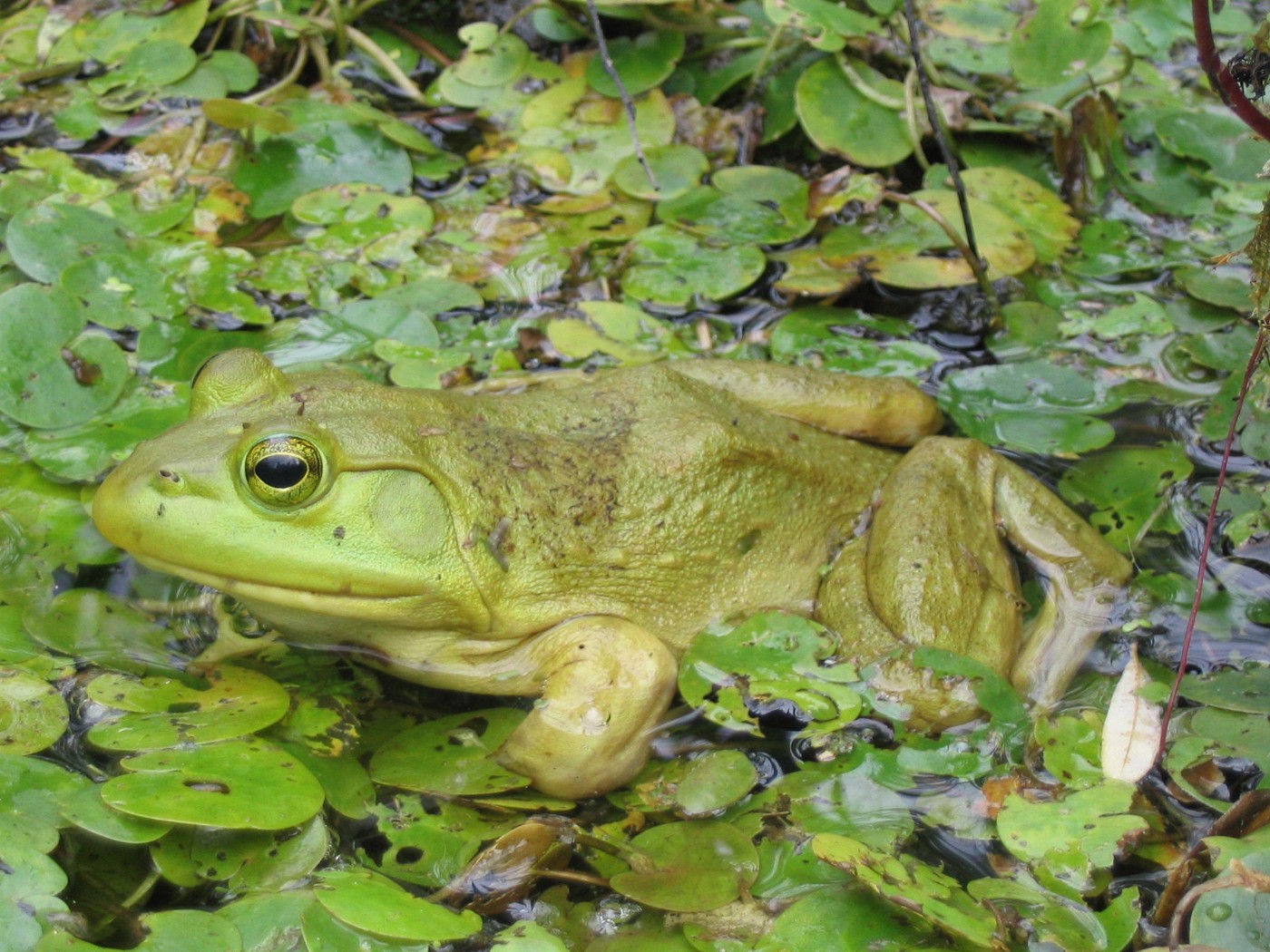 American Bullfrog Wallpapers - Wallpaper Cave