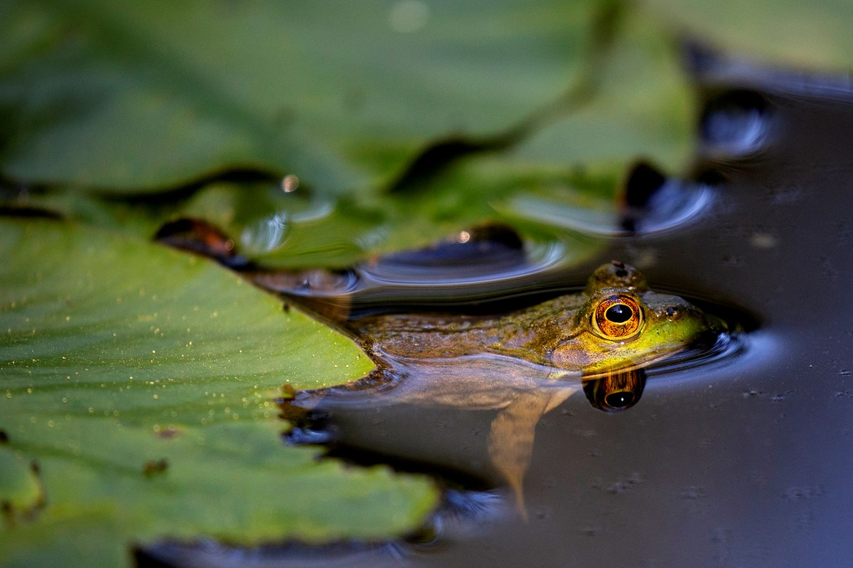 American Bullfrog Wallpapers - Wallpaper Cave